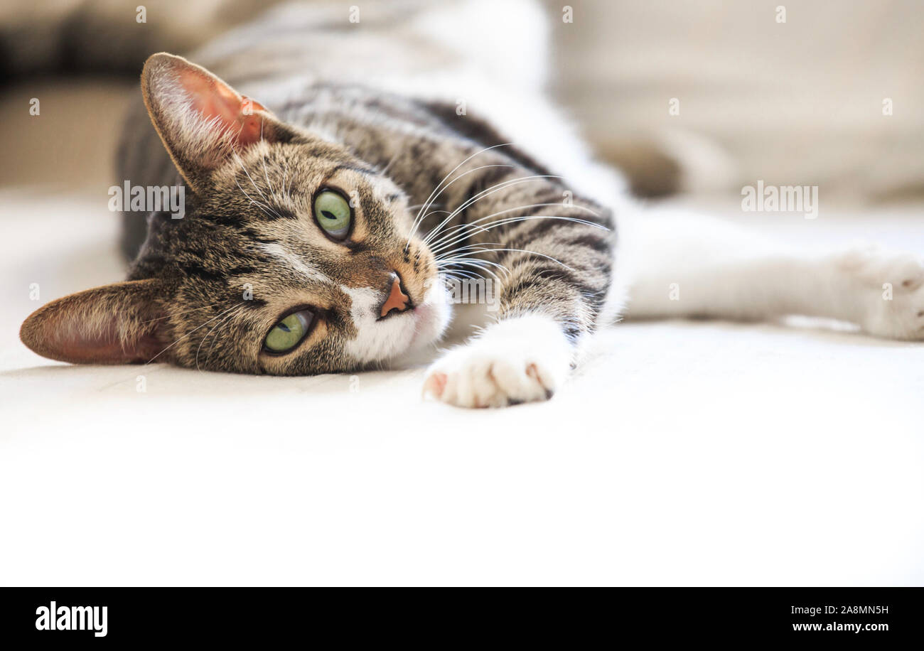 Lazy home hi-res stock photography and images - Alamy