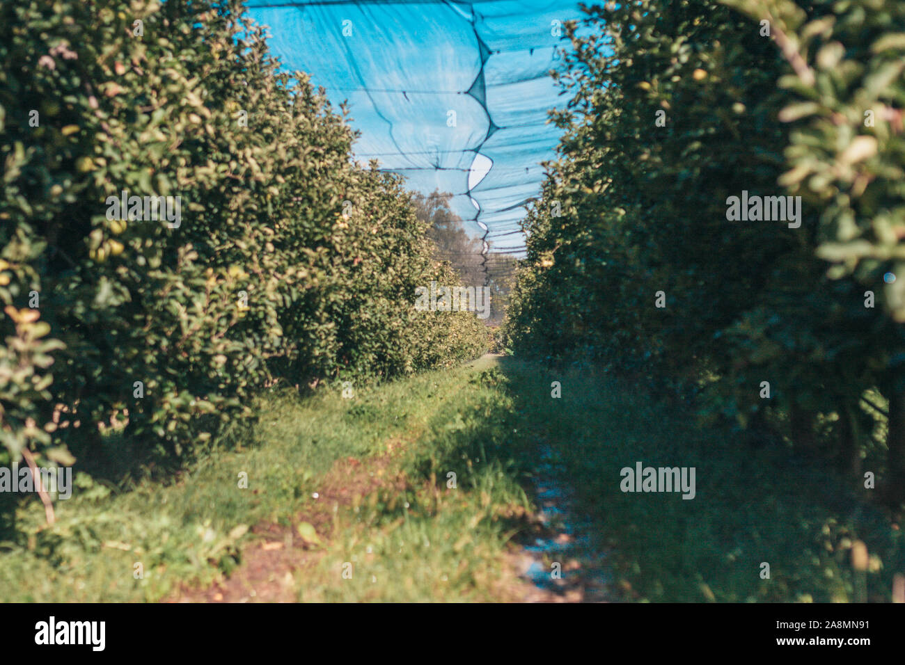 Beautiful perspective view of the rows of apple trees on the farm Stock ...