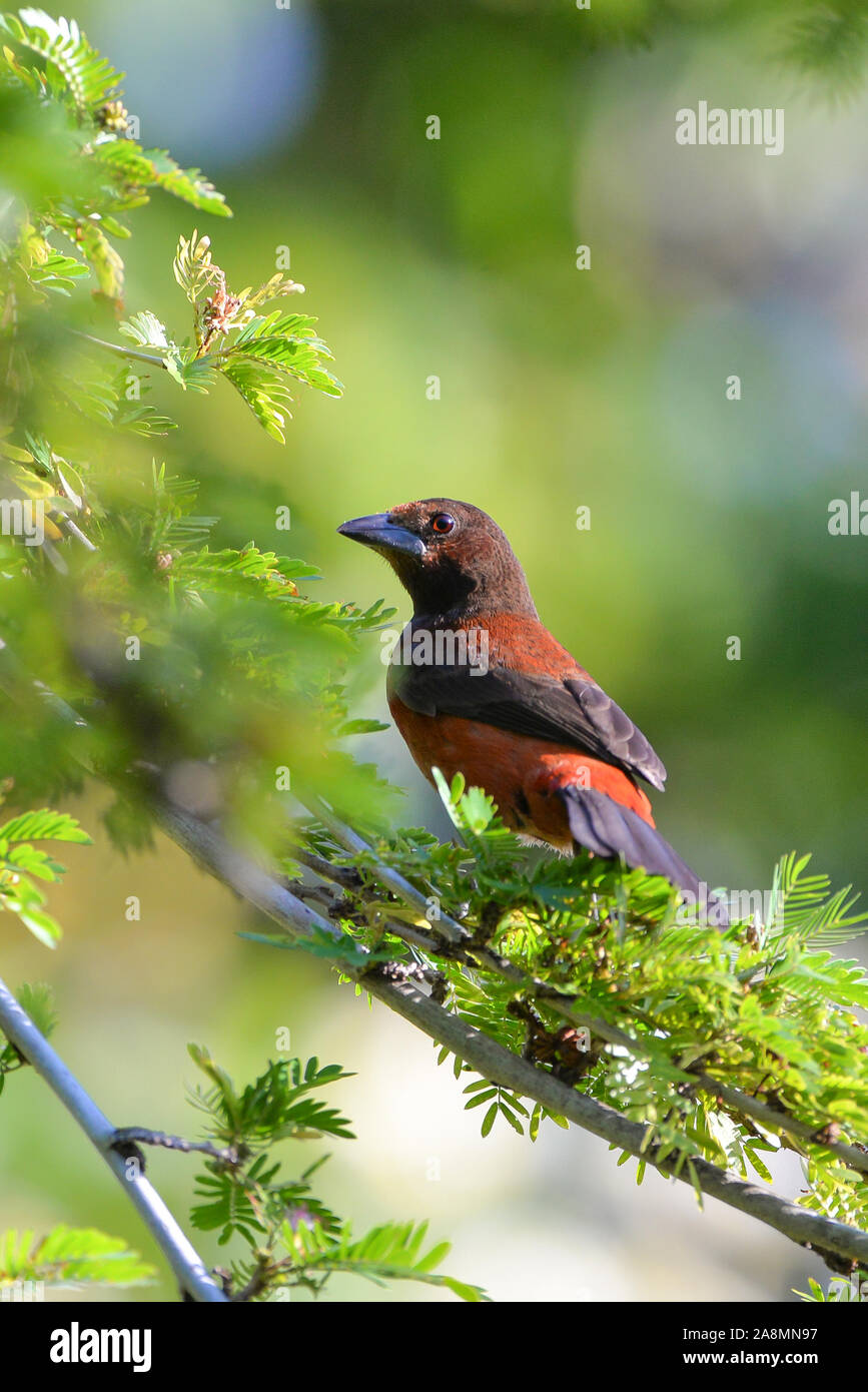 Crimson-backed Tanager, red exotic bird, Tahiti Stock Photo - Alamy