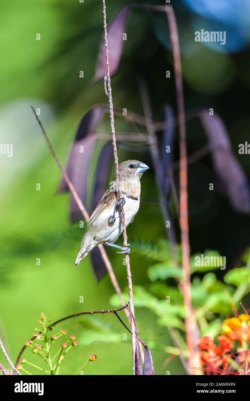 Chestnut-breasted Mannikin, little bird, Tahiti Stock Photo - Alamy