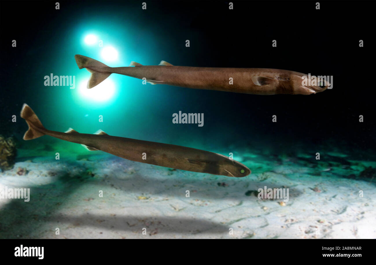 Cookiecutter Shark High Resolution Stock Photography and Images - Alamy