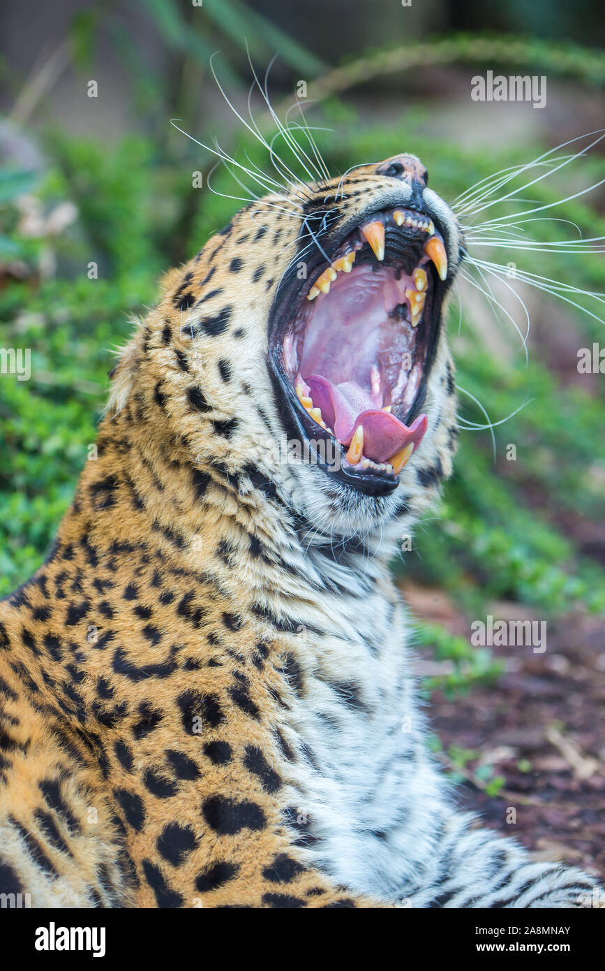 North chinese leopard panthera pardus japonensis hi-res stock ...
