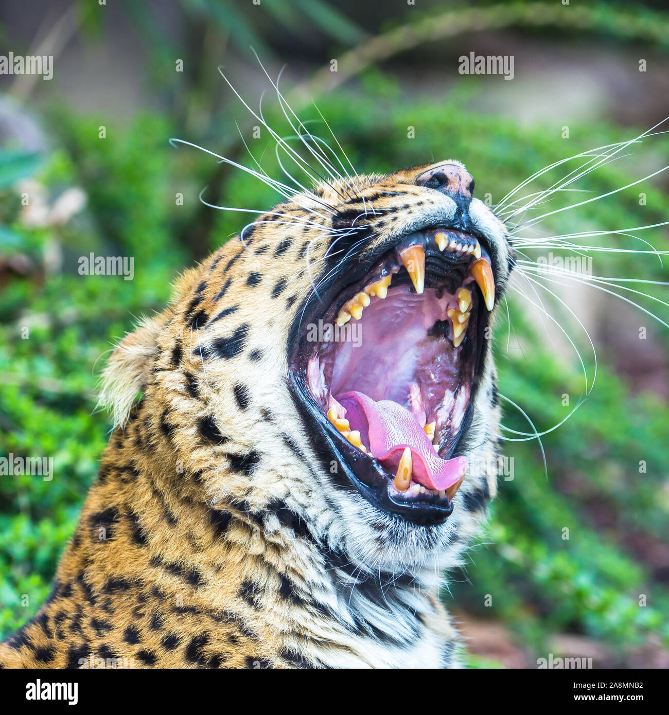 North-Chinese leopard, leopard yawning Stock Photo - Alamy