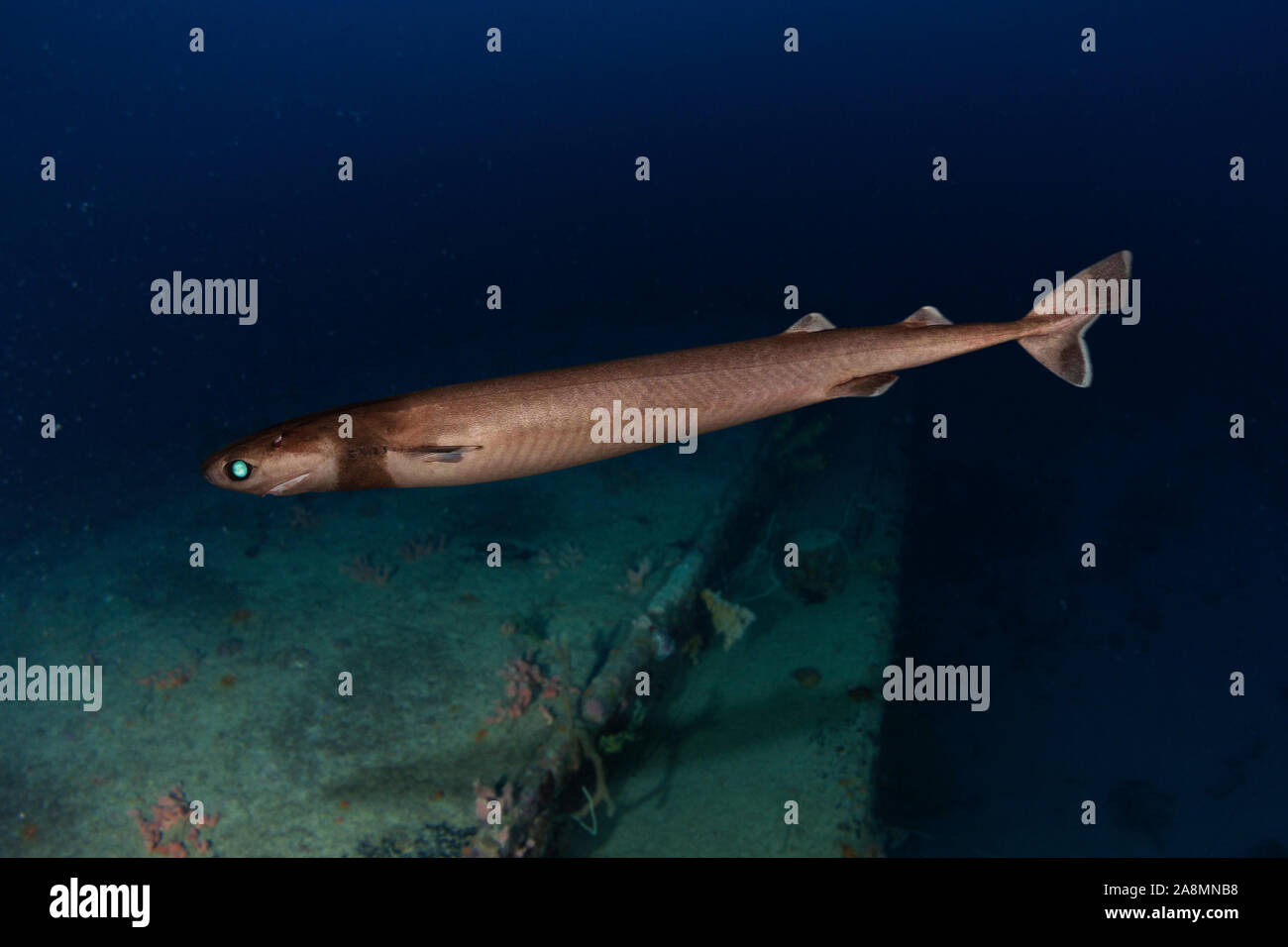 Cookiecutter Shark High Resolution Stock Photography and Images - Alamy