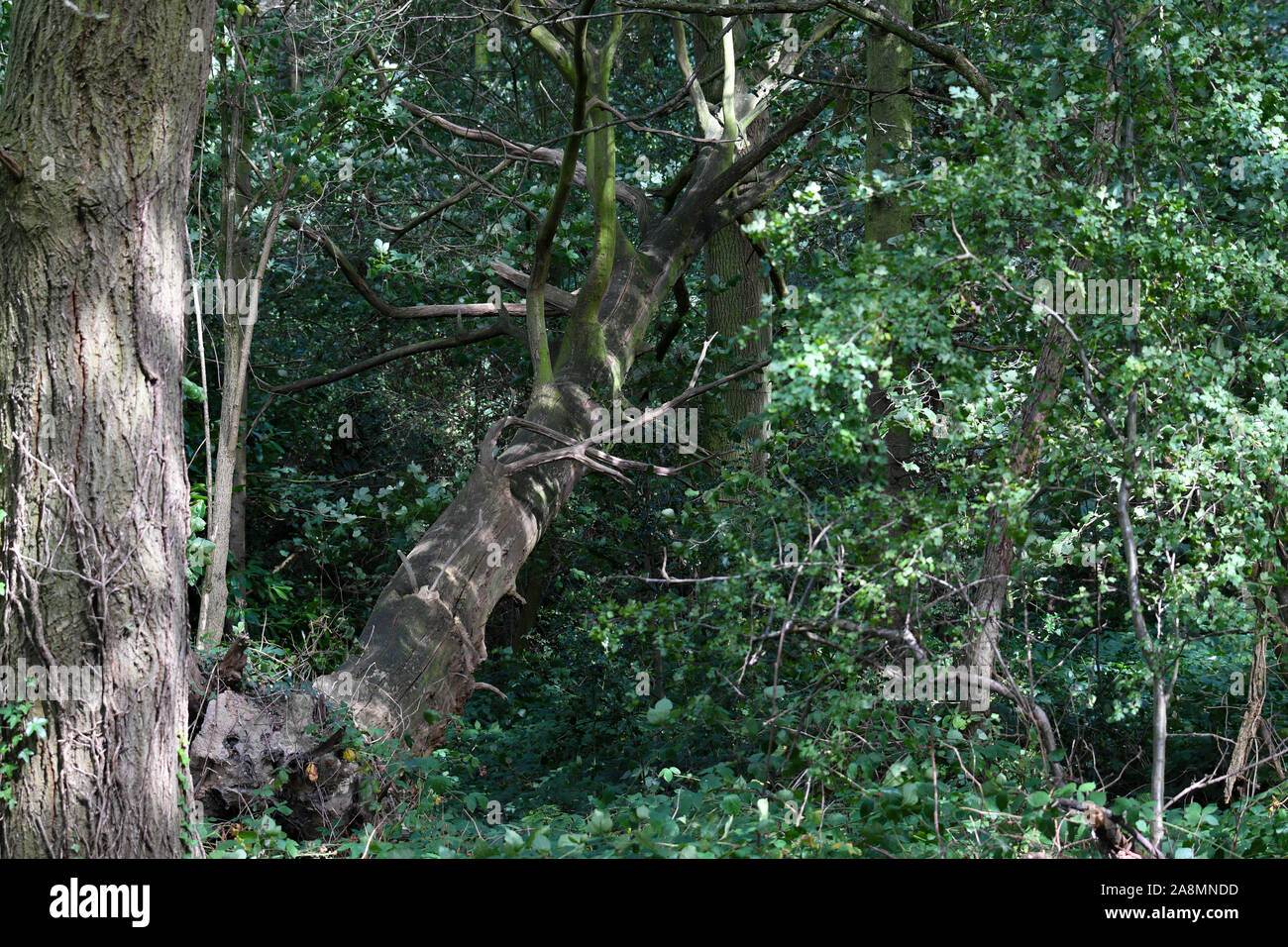 large tree branch fallen in woodland Stock Photo - Alamy