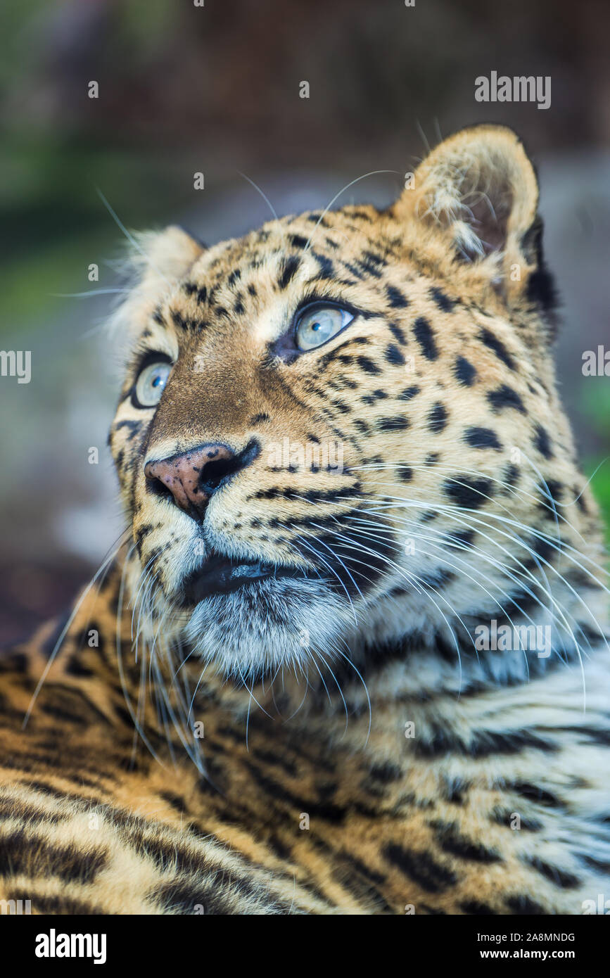 North-Chinese leopard, leopard with blue eyes, head Stock Photo - Alamy