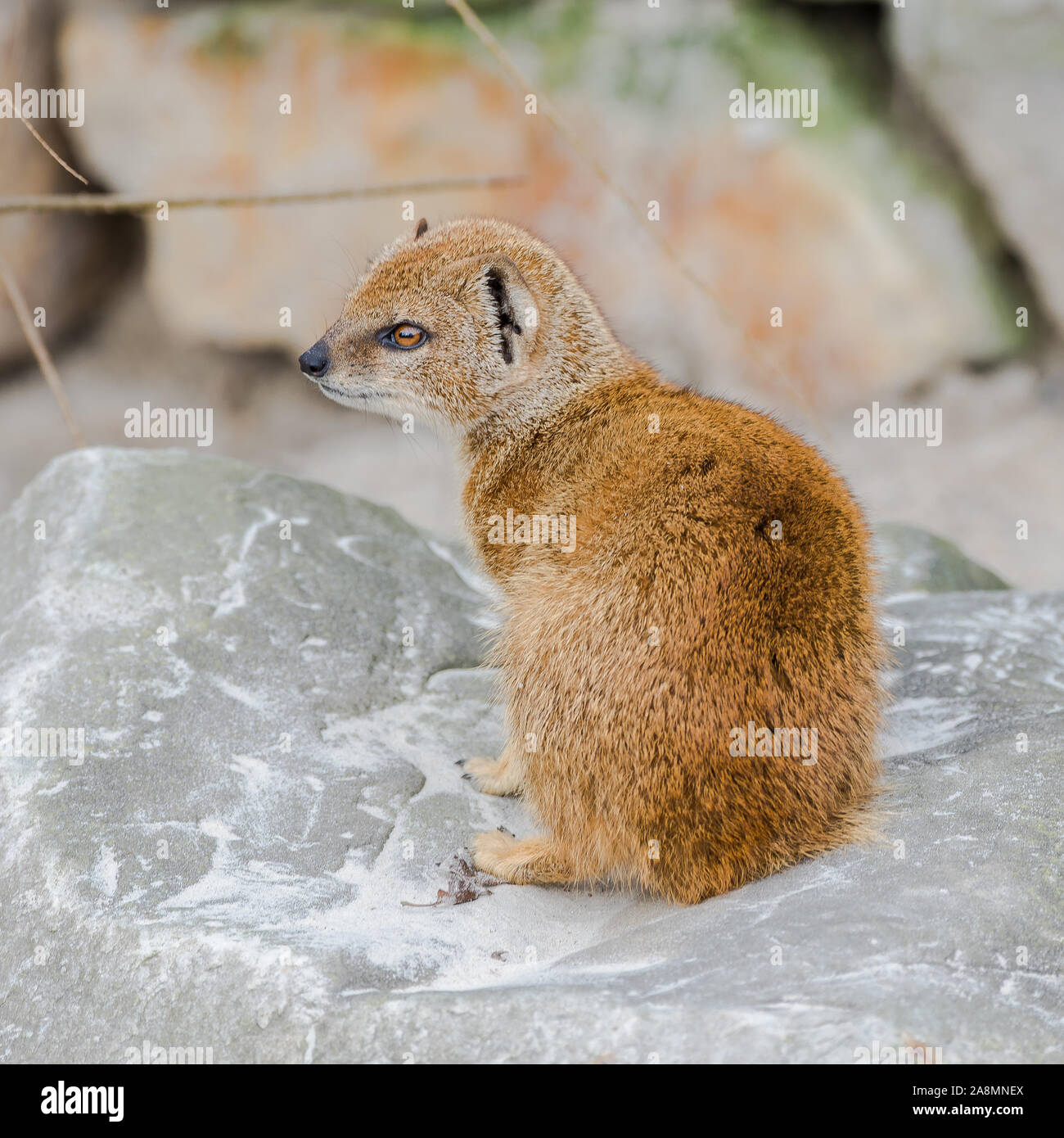 Desert Dwarf Mongoose High Resolution Stock Photography and Images - Alamy