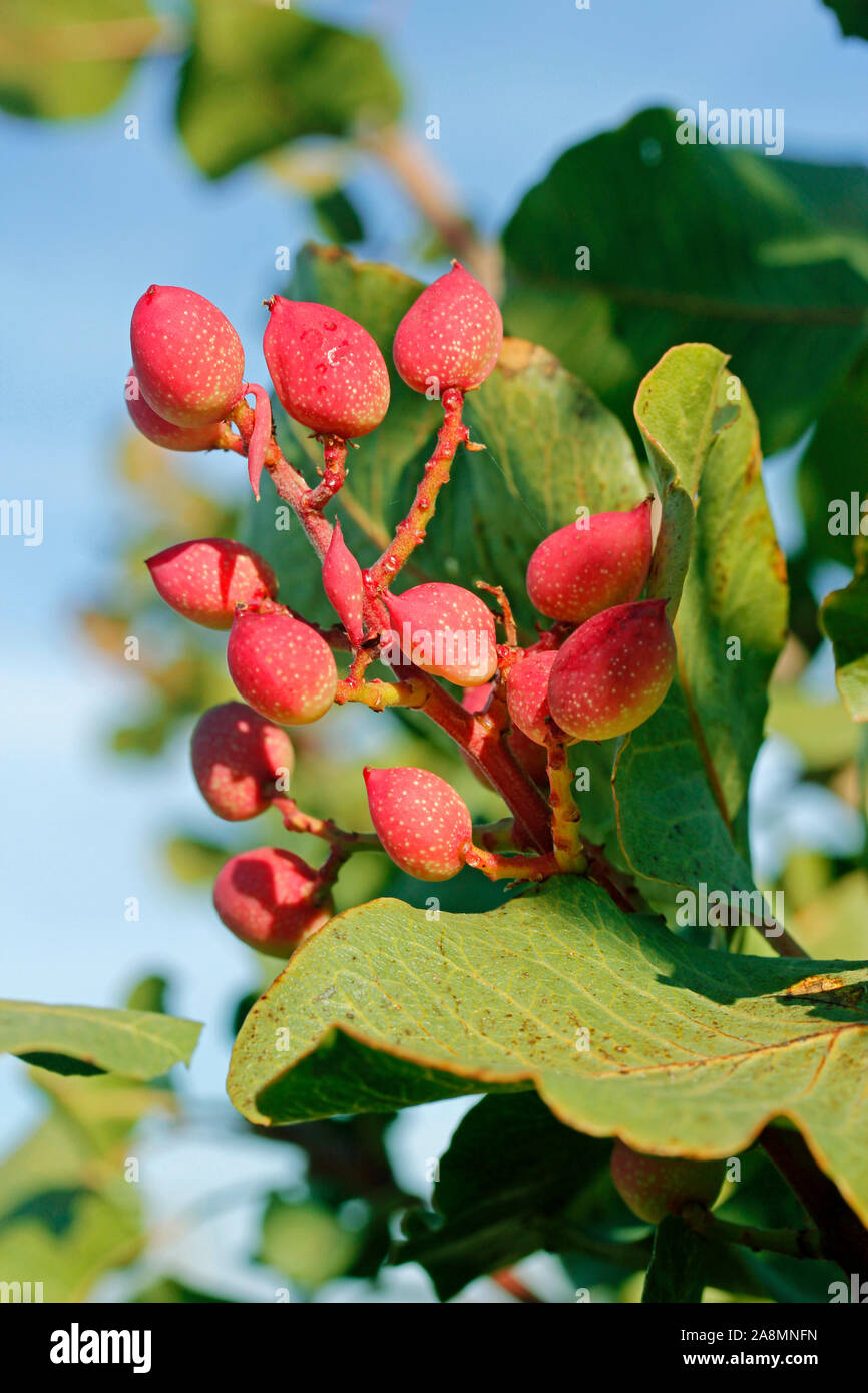 Pistachio tree hi-res stock photography and images - Alamy