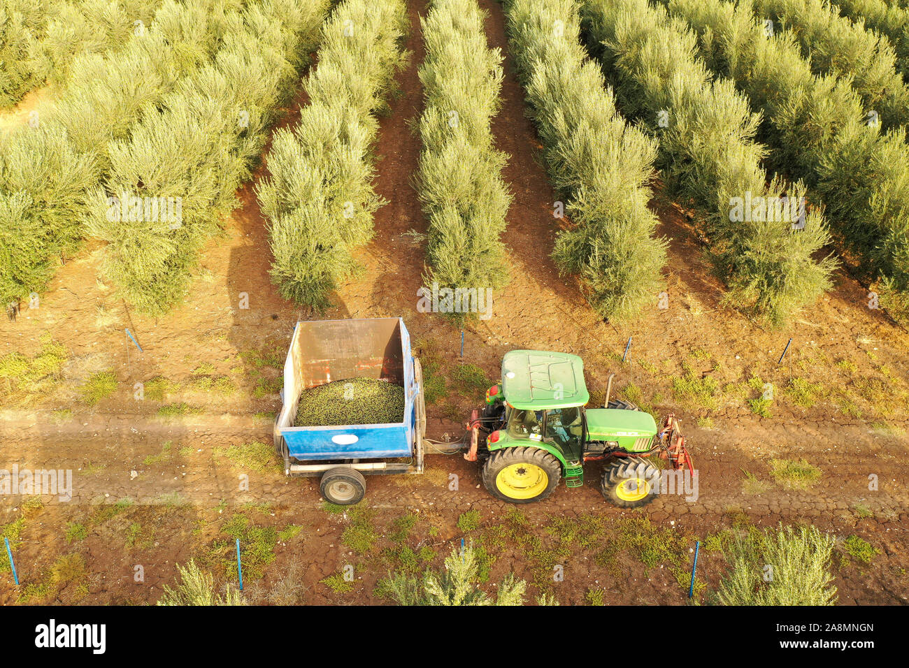 Green Tractor and trailer loaded with fresh Harvested ripe Olives ...