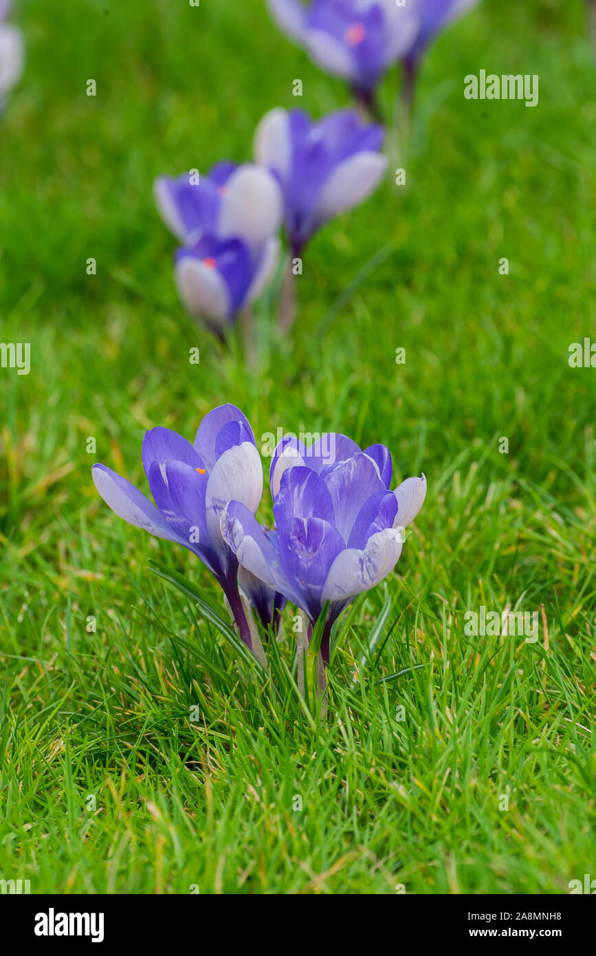 Bed of crocus hi-res stock photography and images - Alamy