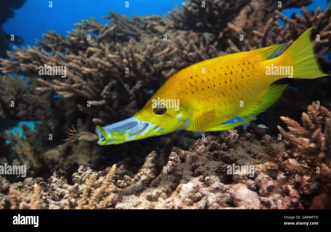 Jaw Of A Fish High Resolution Stock Photography and Images - Alamy