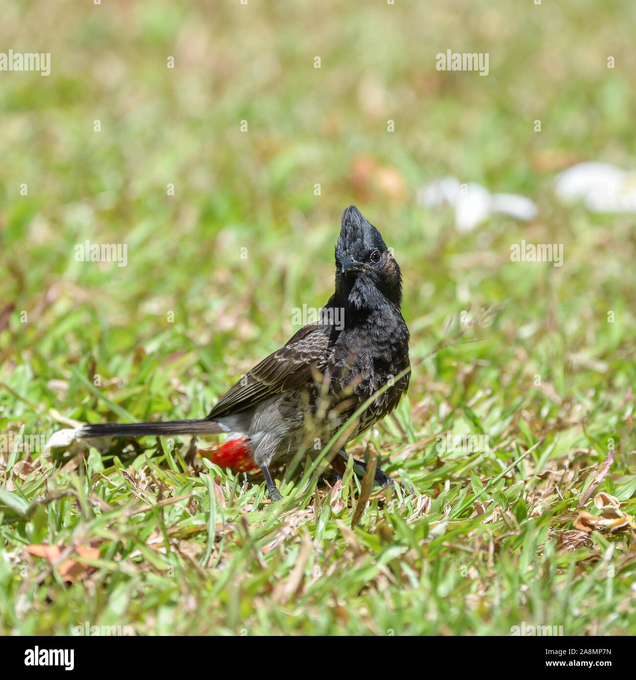 Red crested bulbul hi-res stock photography and images - Alamy