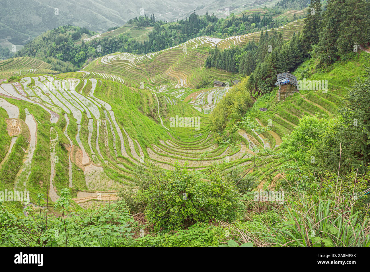 Curved rice terraces at Ping'ancun village in the Longsheng area near ...
