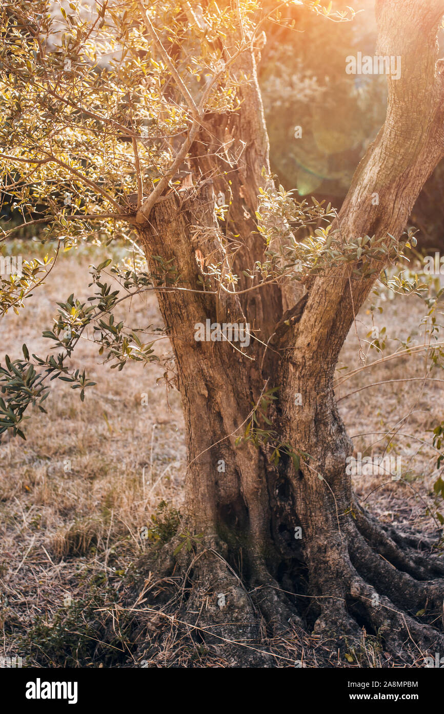 Old olive trees with crooked trunks - a centuries-old abandoned olive ...