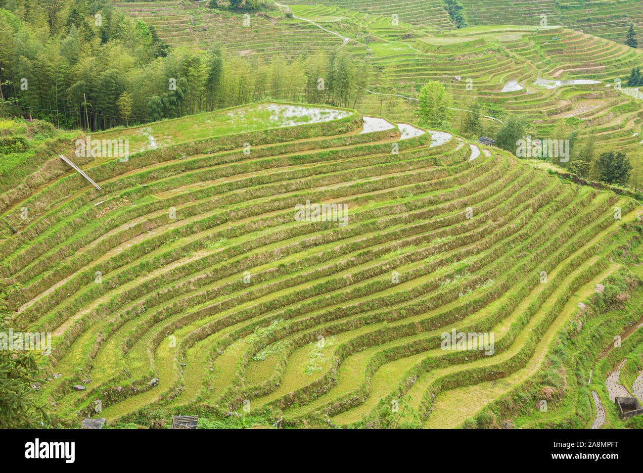 Green colored rice terraces at Ping'ancun village in the Longsheng area ...