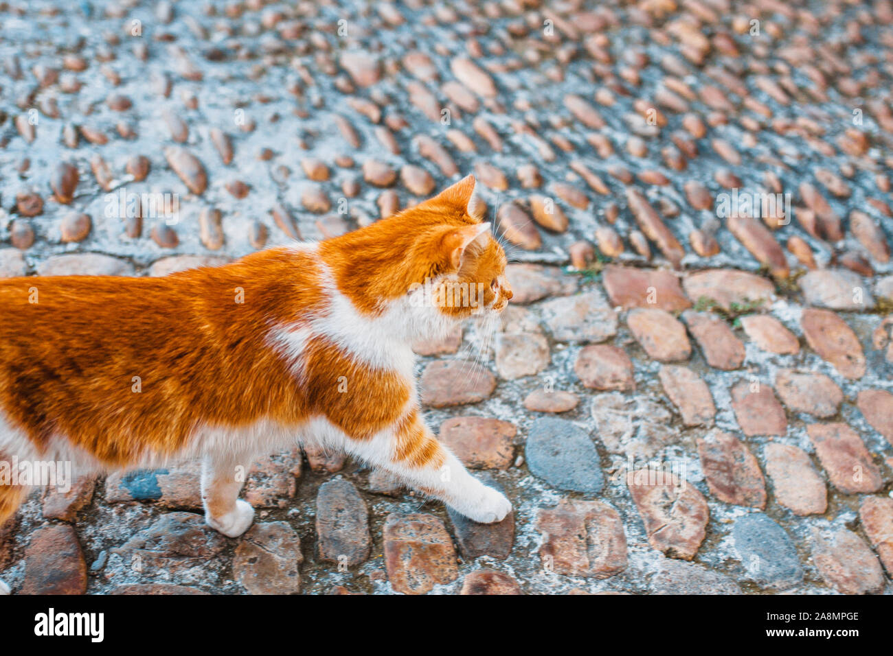 Cat walking down the road hi-res stock photography and images - Alamy