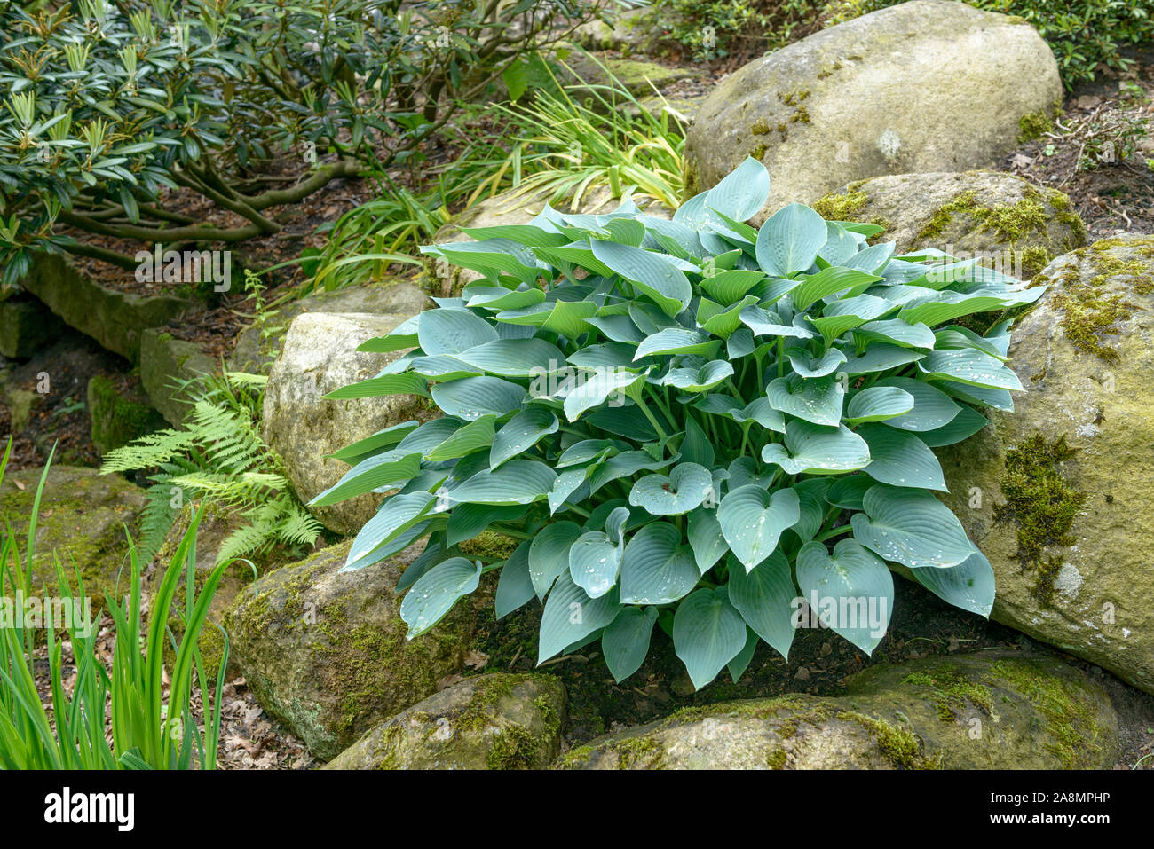 Hosta funkie hi-res stock photography and images - Alamy