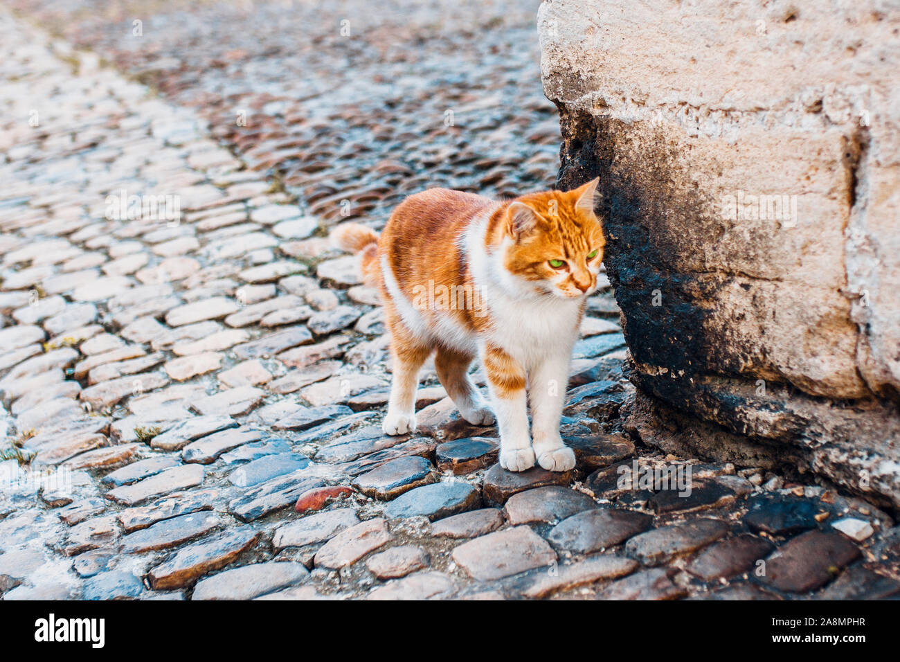 Cat peeking around corner hi-res stock photography and images - Alamy