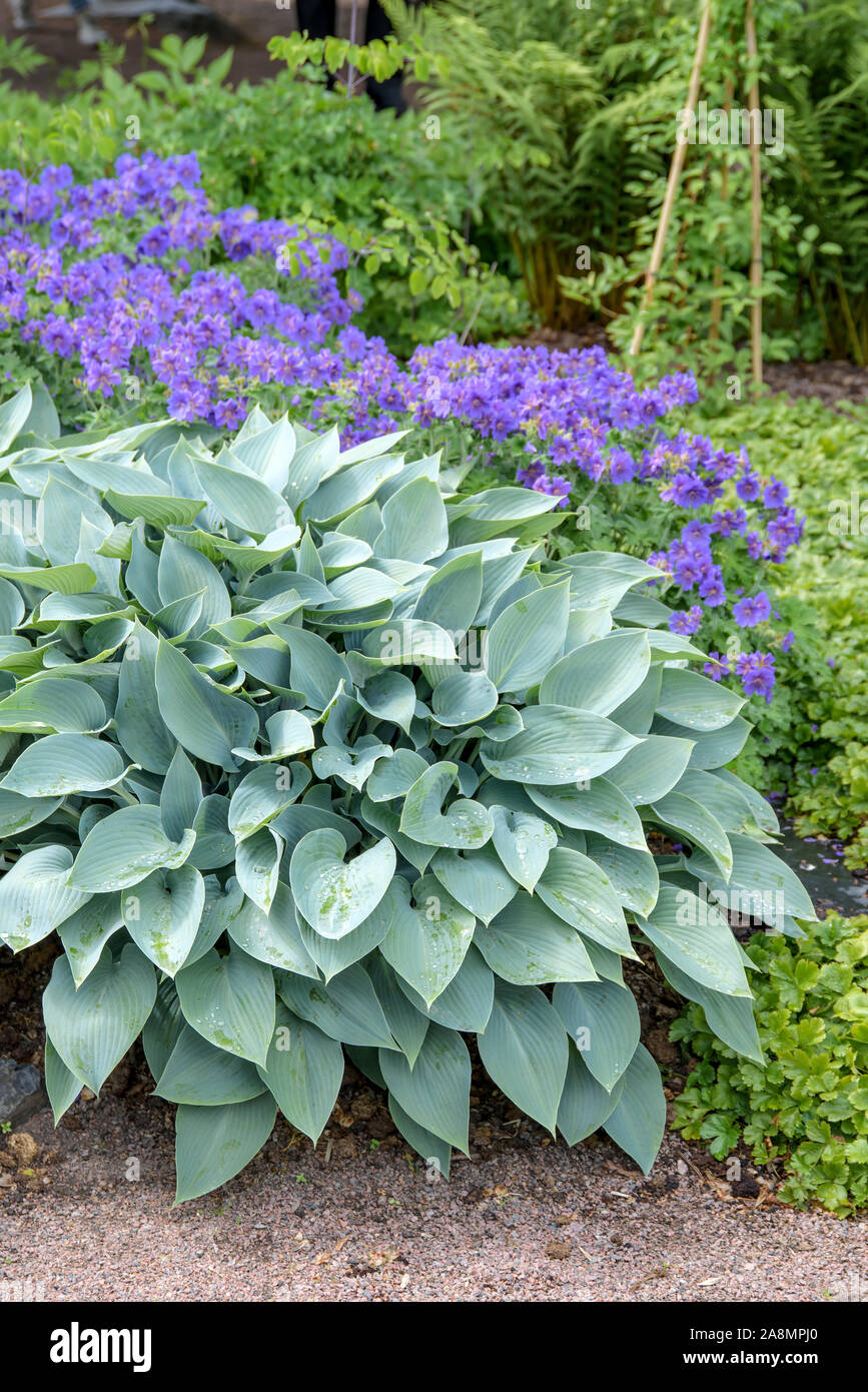 Hosta halcyon hi-res stock photography and images - Alamy