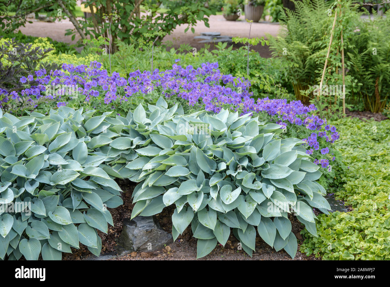 Hosta halcyon hi-res stock photography and images - Alamy
