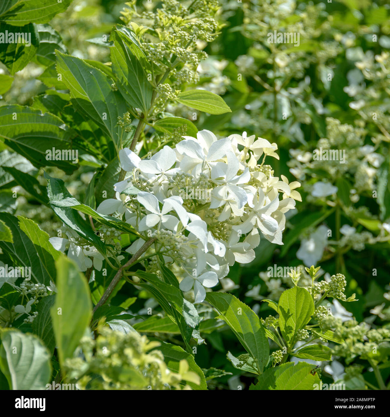 Rispen-Hortensie (Hydrangea paniculata GREAT STAR Stock Photo - Alamy