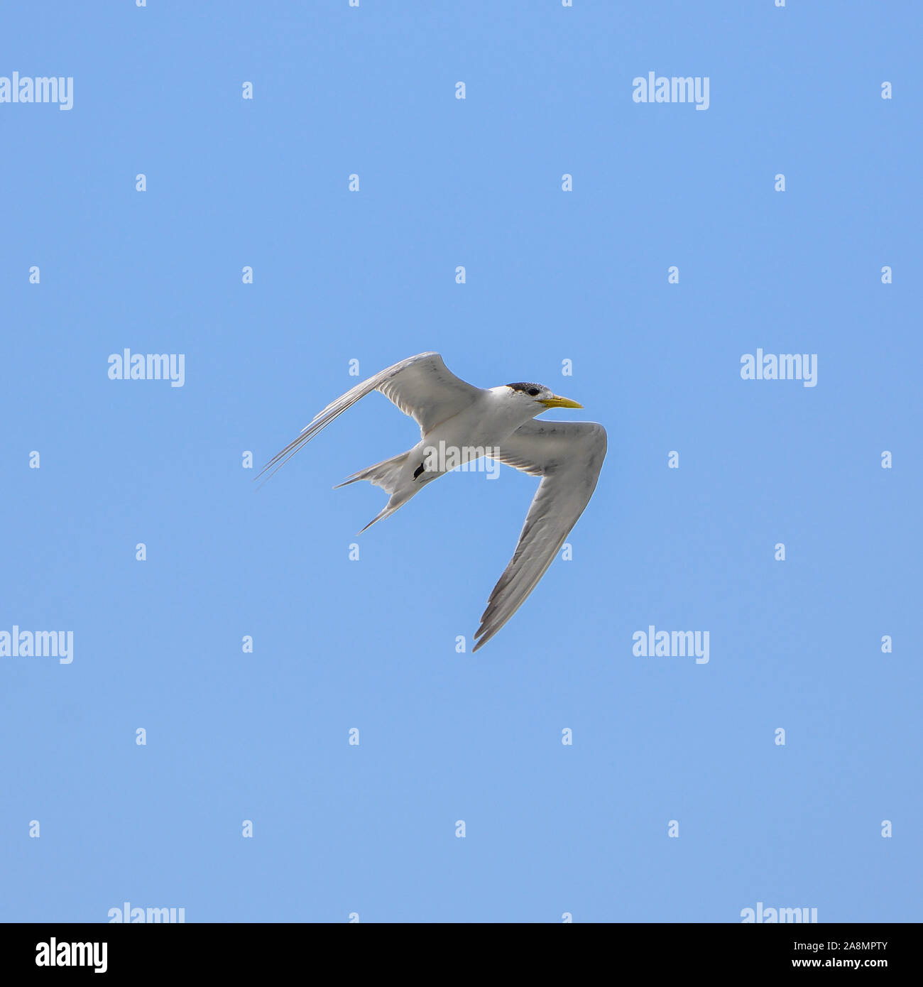Great crested tern, sea bird, Polynesia, flight Stock Photo - Alamy