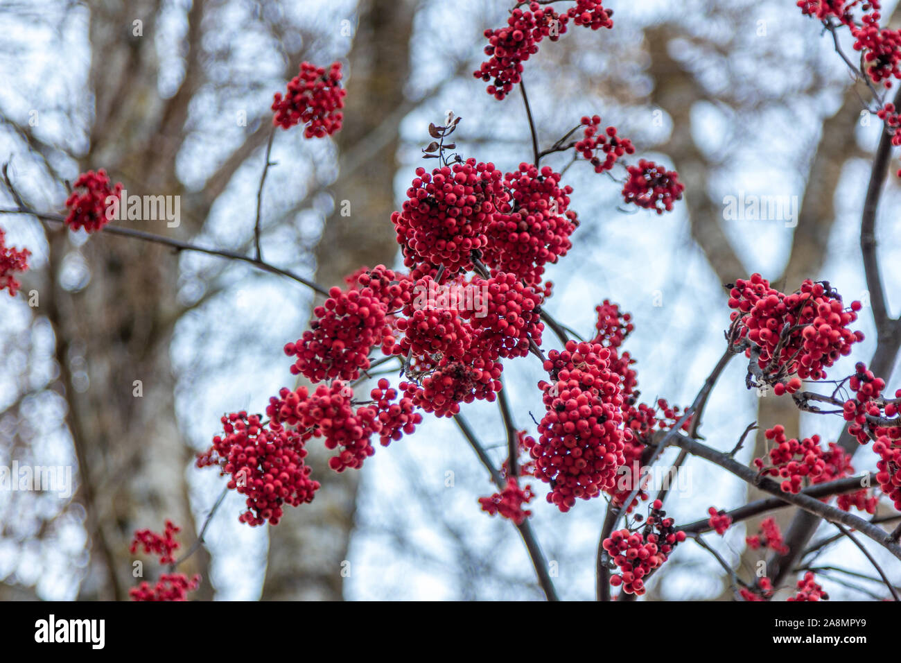 Rowanberry hi-res stock photography and images - Alamy