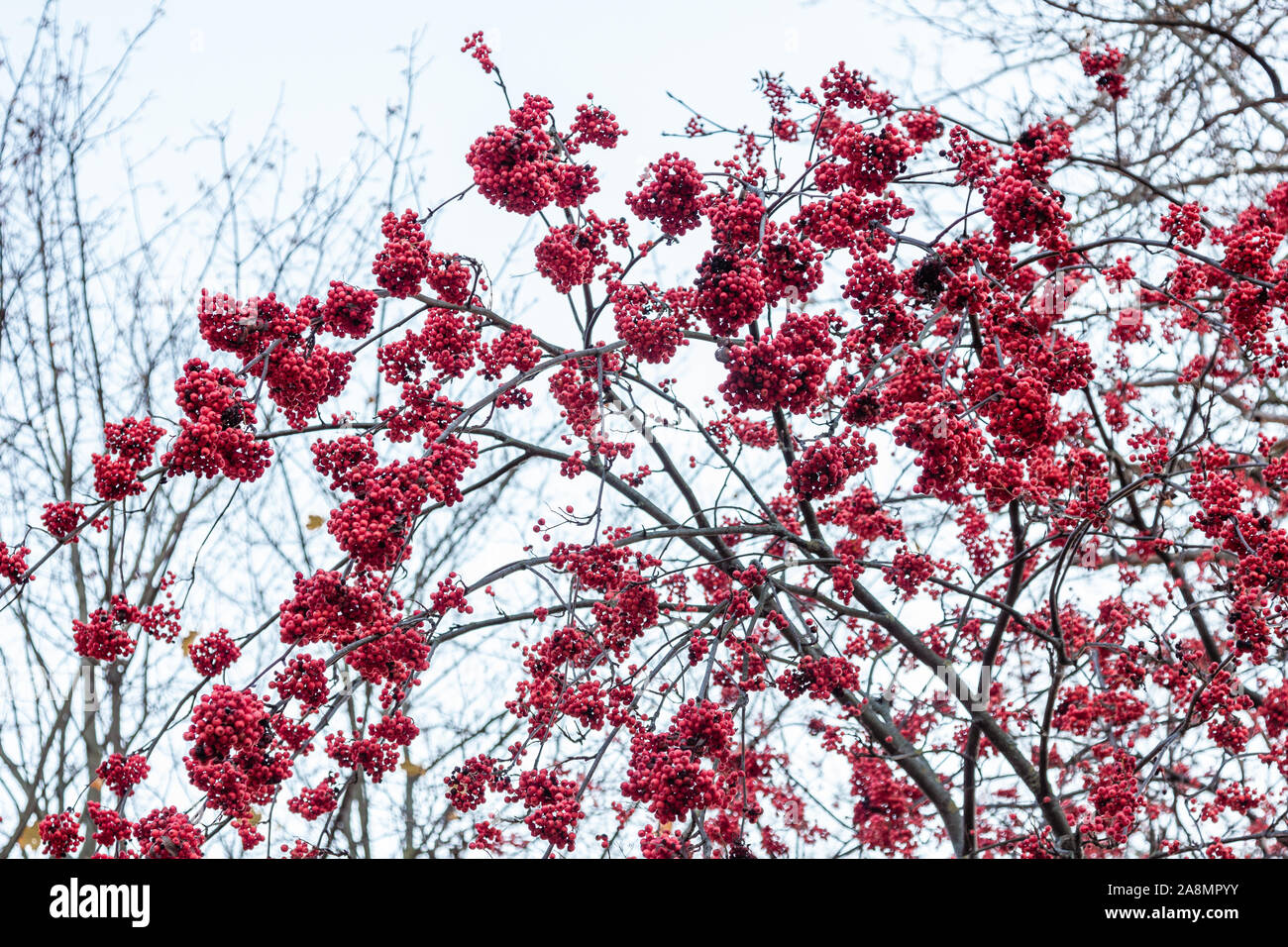 Rowanberry hi-res stock photography and images - Alamy