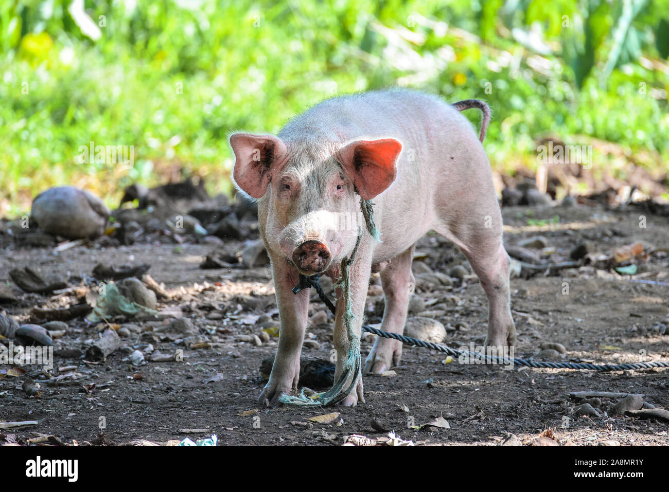 Pink pig cartoon hi-res stock photography and images - Alamy