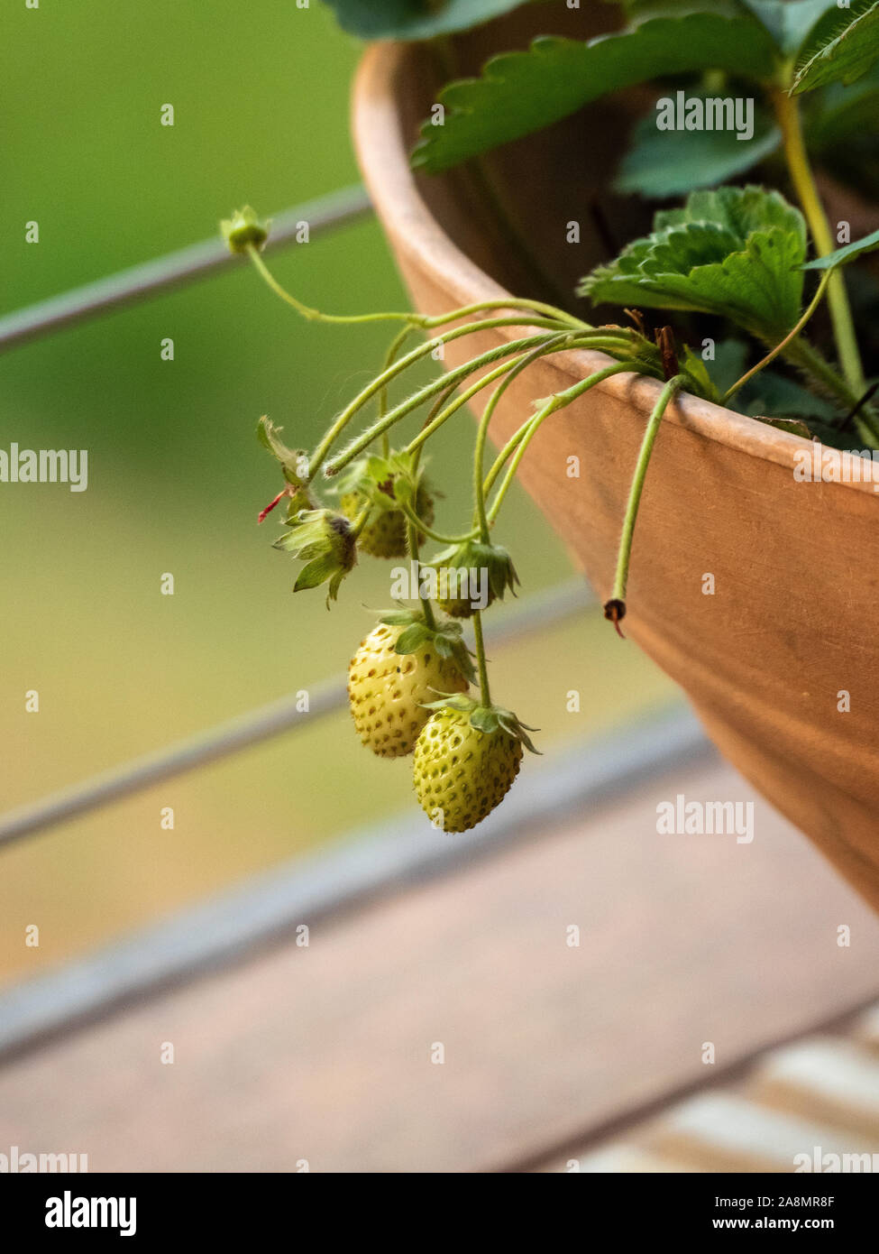 Unripe, Strawberry plant fruiting. Pale green white strawberries still ...