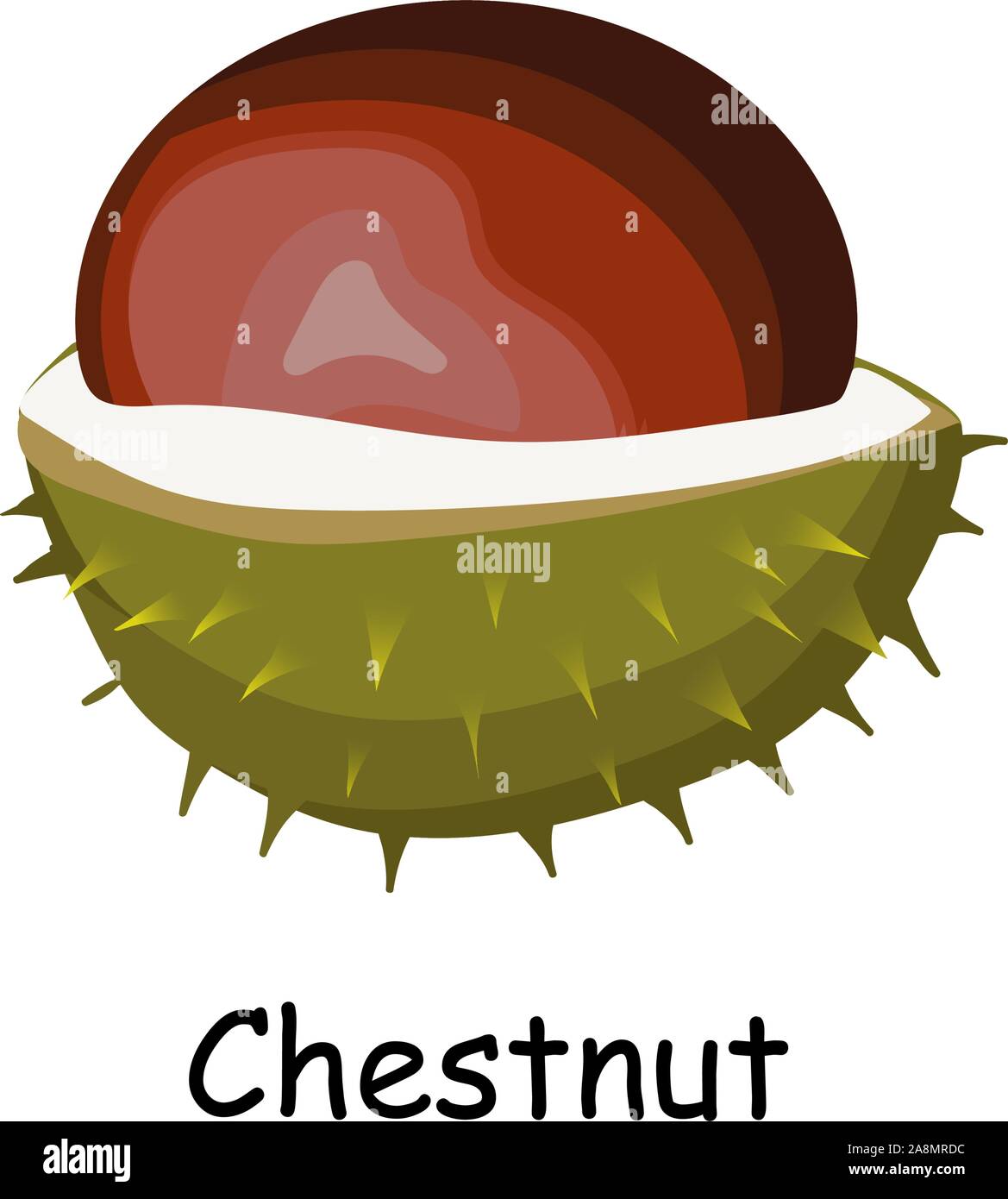 Chestnut fruit. Walnut in barbed skin. Chestnut. Brown. Vector ...