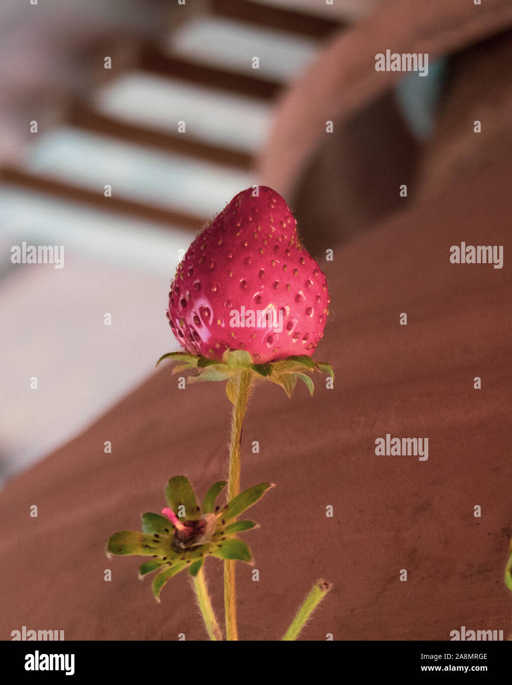 Strawberry, upside-down, hanging from the pot, perspective, kitchen ...