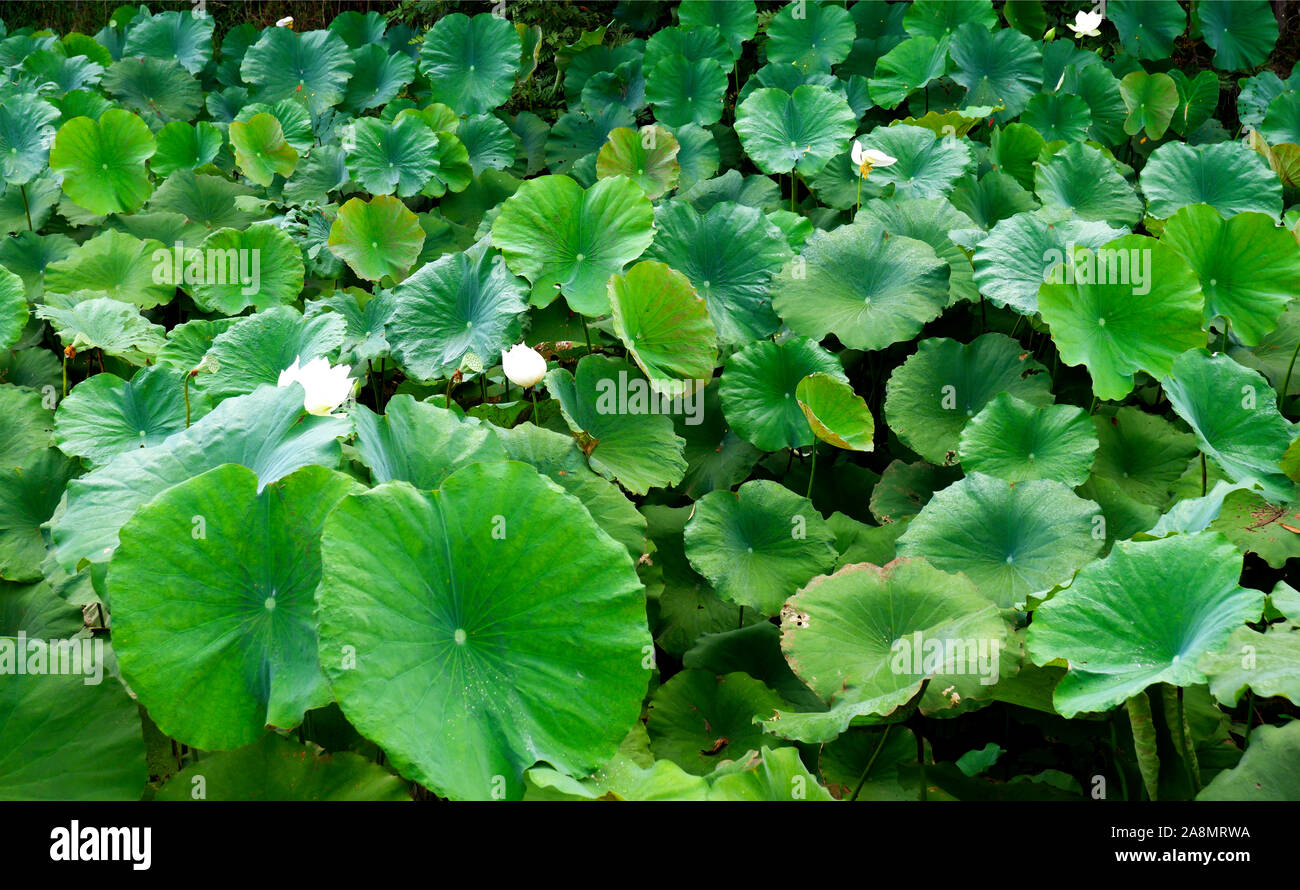 Lotus green garden in winter season in Thailand Stock Photo - Alamy