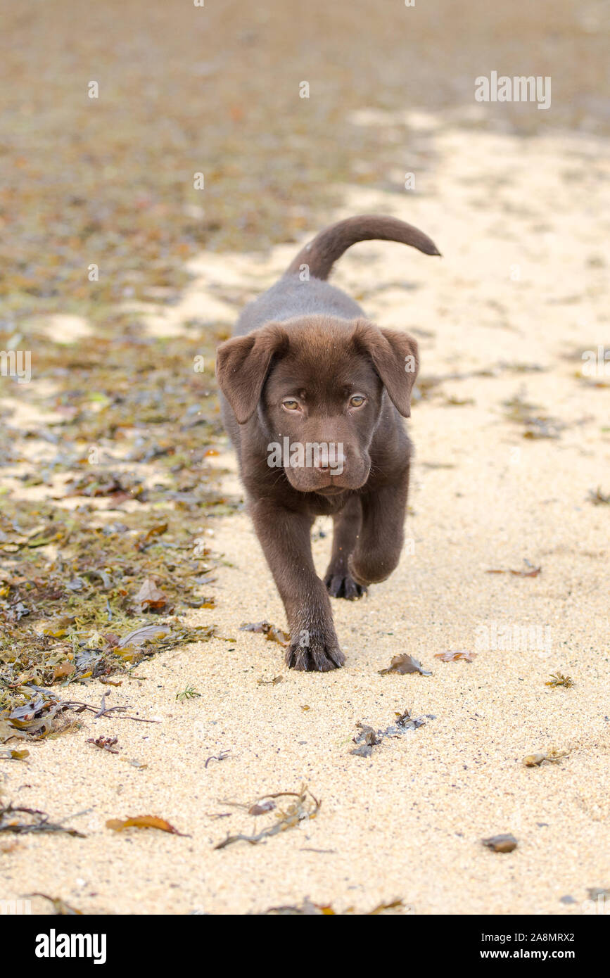 Dog labrador, puppy on the beach Stock Photo - Alamy
