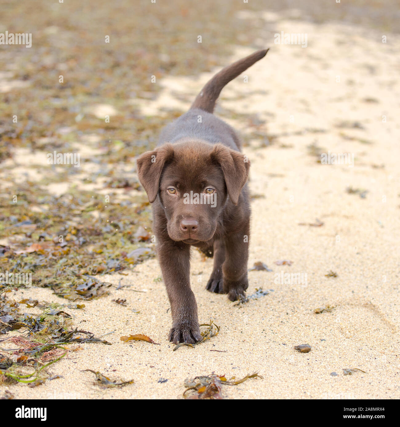 White labrador running on beach High Resolution Stock Photography and ...