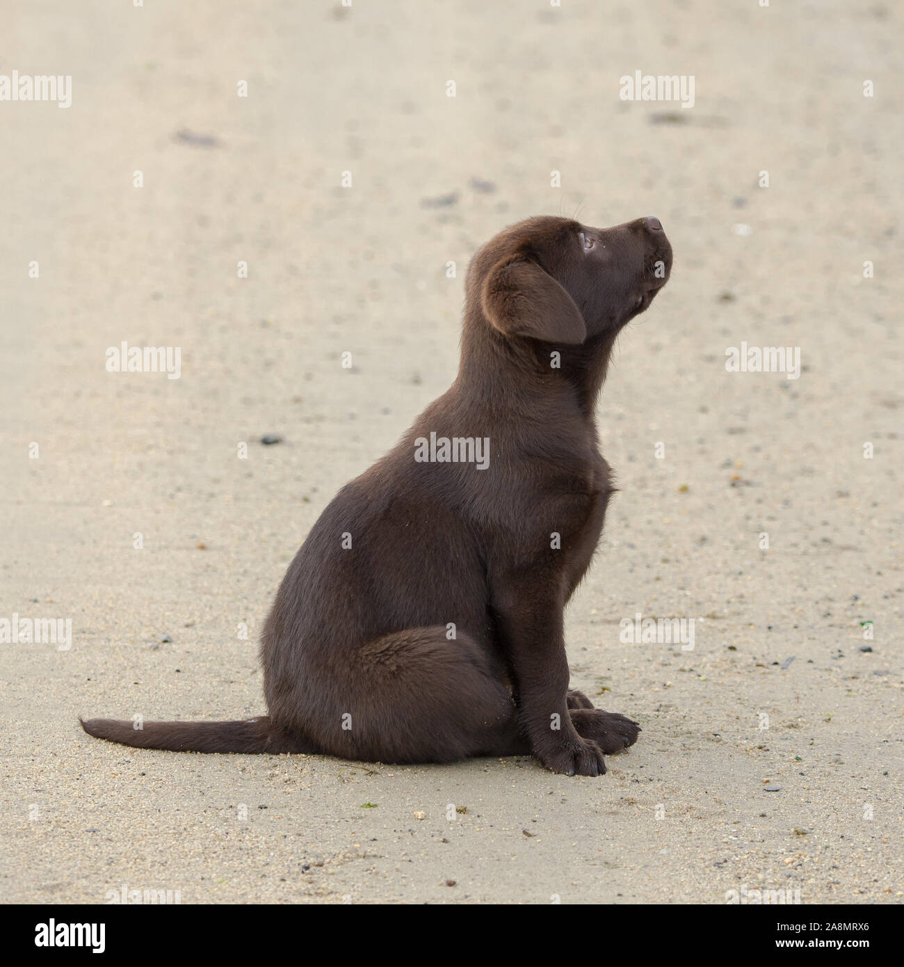 Dog labrador, puppy on the beach Stock Photo - Alamy