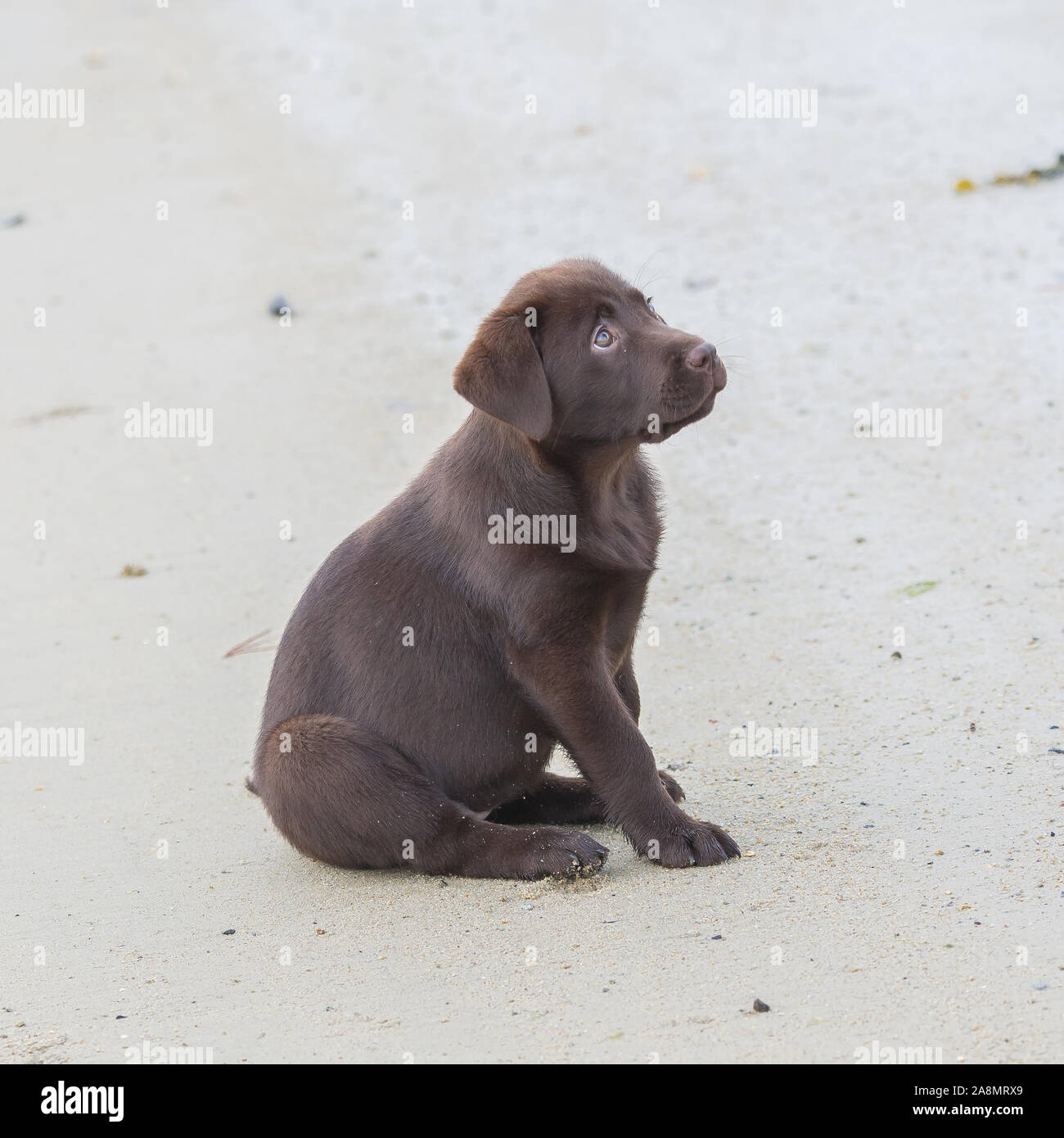 Black labrador retriever shadow hi-res stock photography and images - Alamy