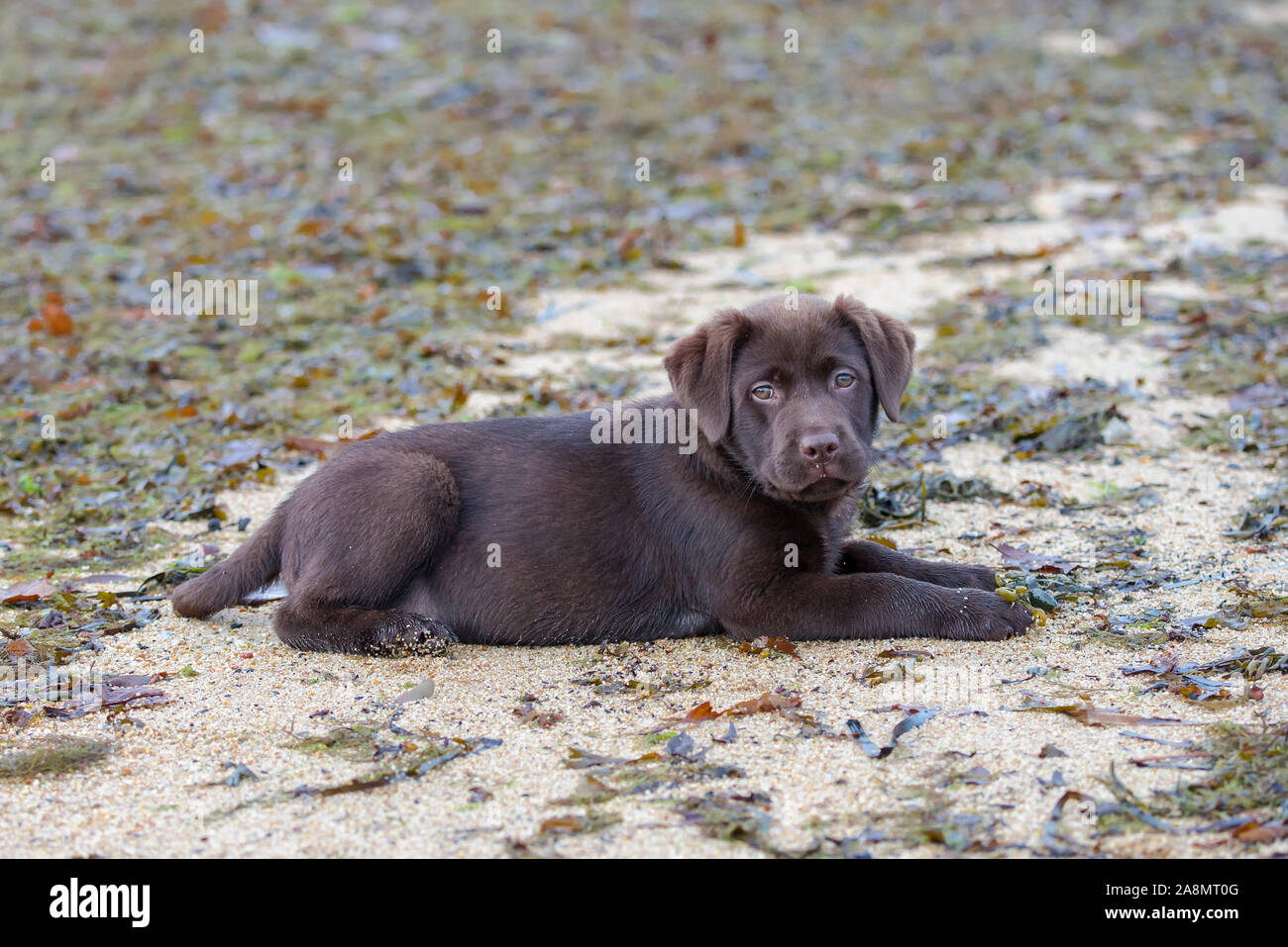 Dog labrador, puppy on the beach Stock Photo - Alamy