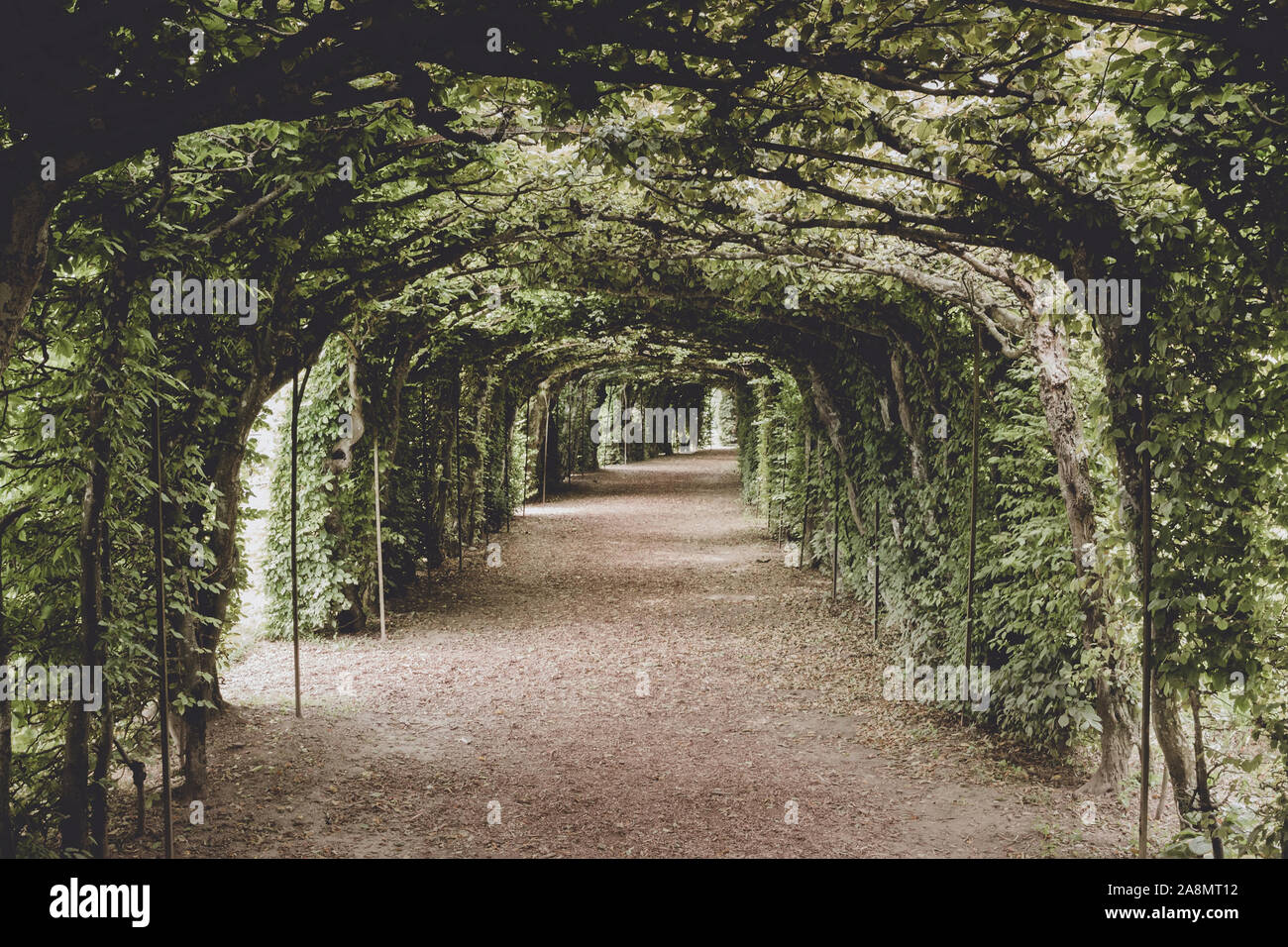 A walk in the green park, around the branch of leaves and green trees ...