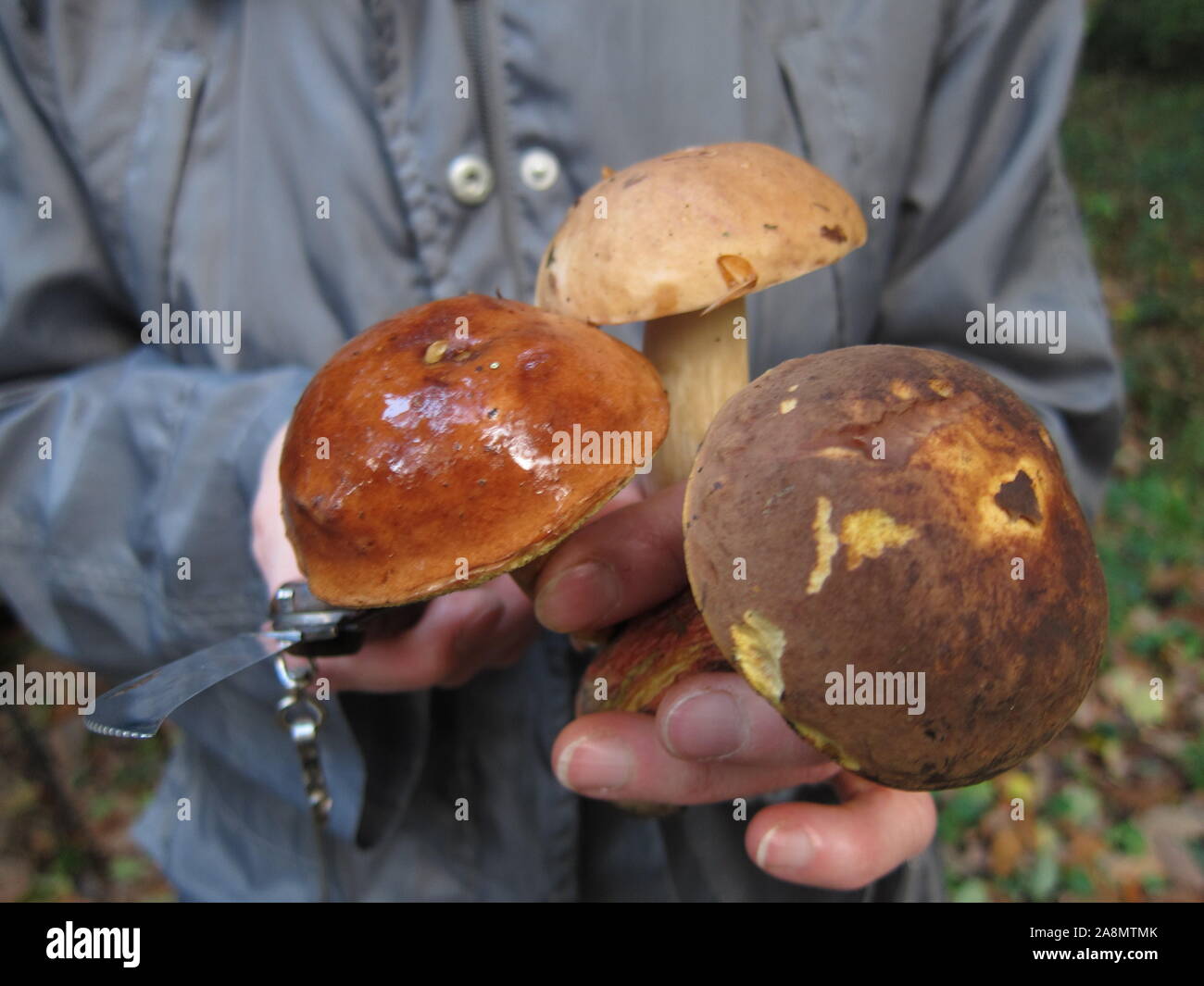 mushroom bolet piking Stock Photo - Alamy