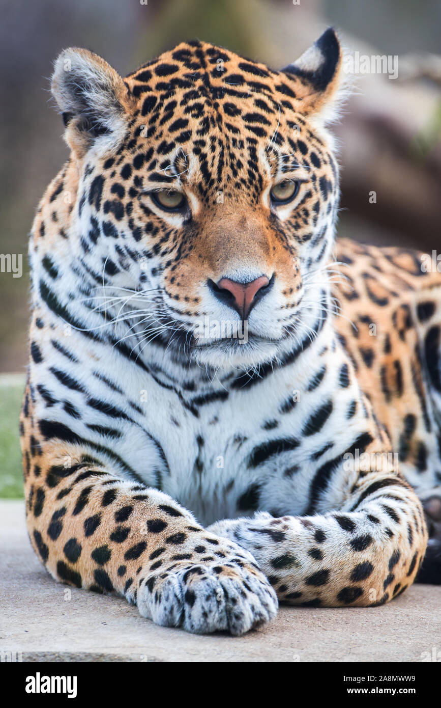 Black Panther Panthera Pardus Portrait High Resolution Stock ...