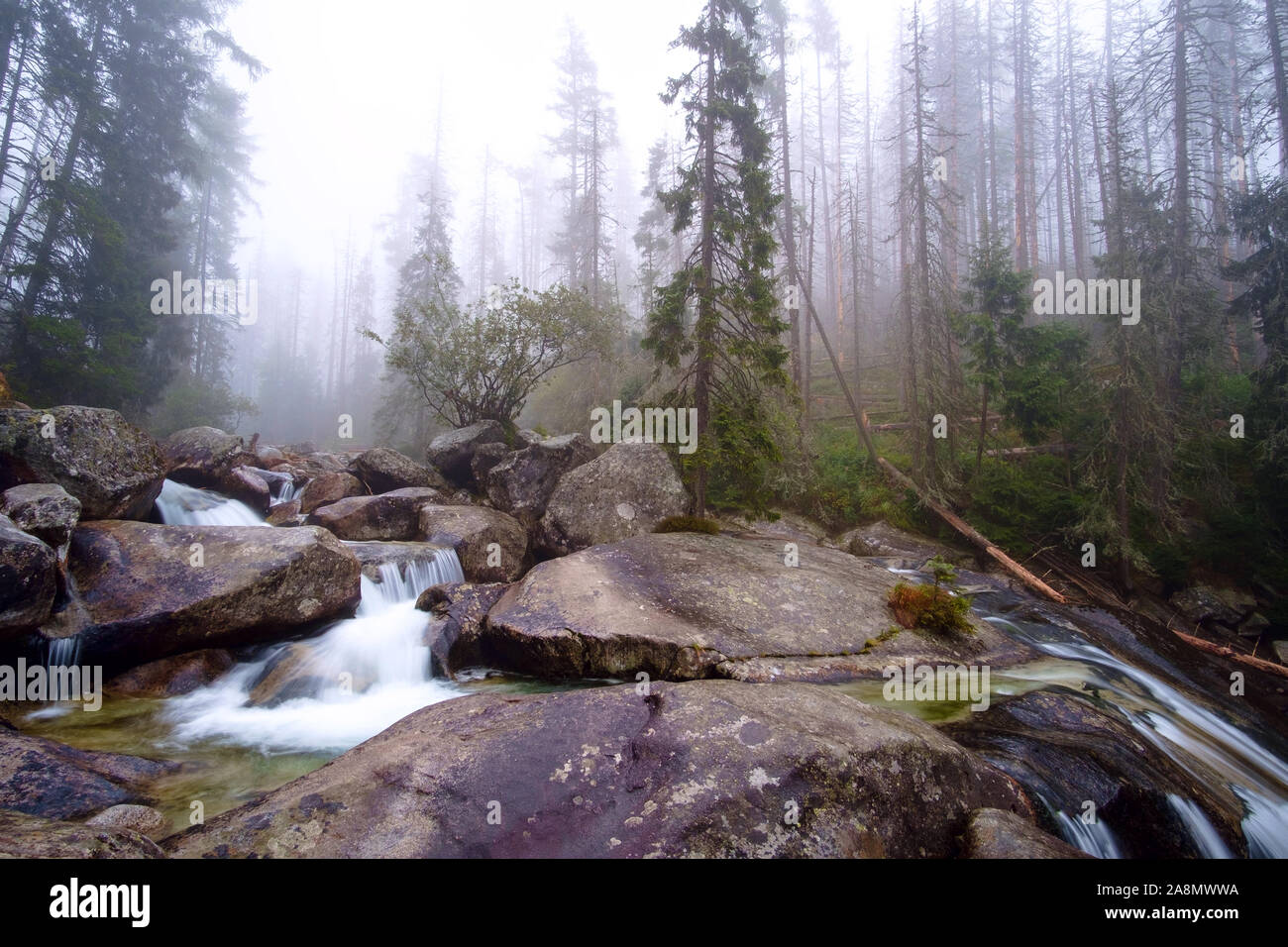 Cold stream in Great Cold Valley in the National Park High Tatra ...
