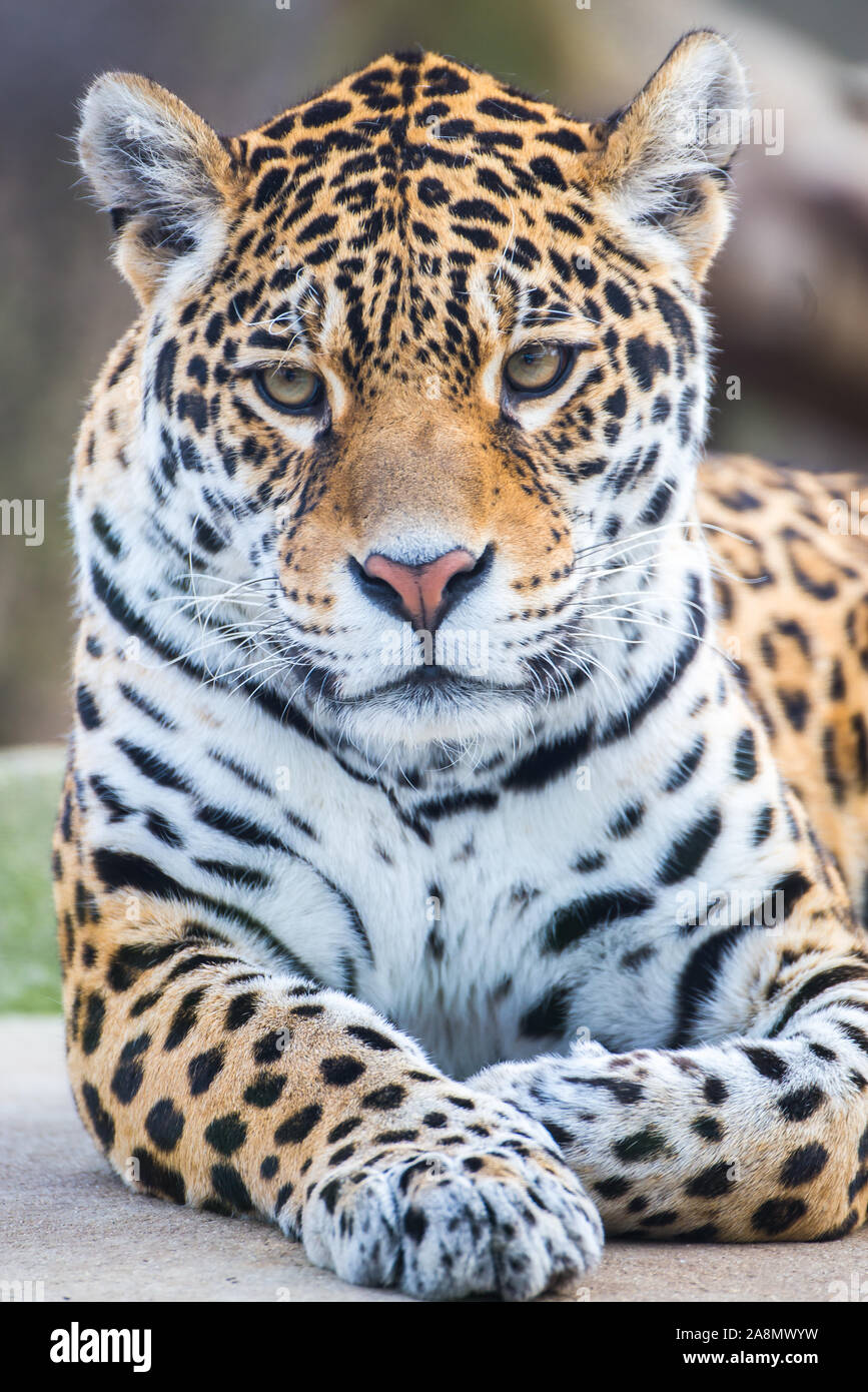 Black panther panthera pardus portrait hi-res stock photography and ...