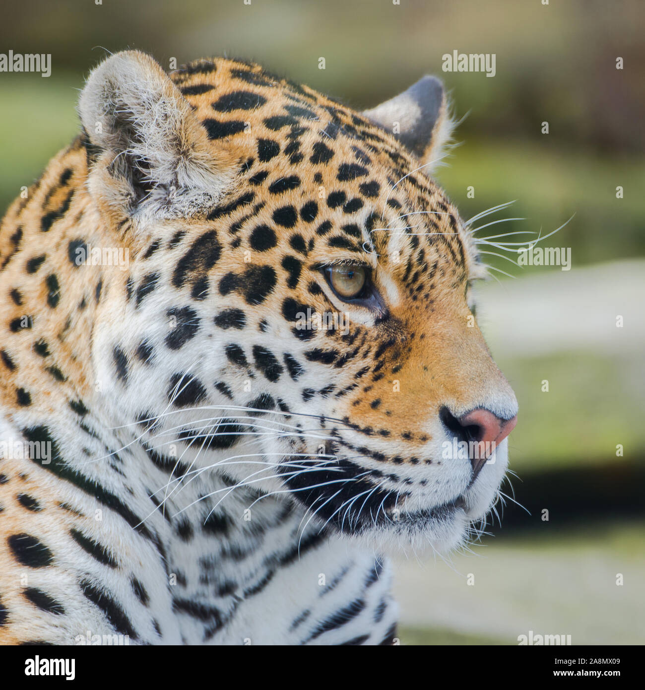 Leopard, panther, Panthera pardus, portrait Stock Photo - Alamy