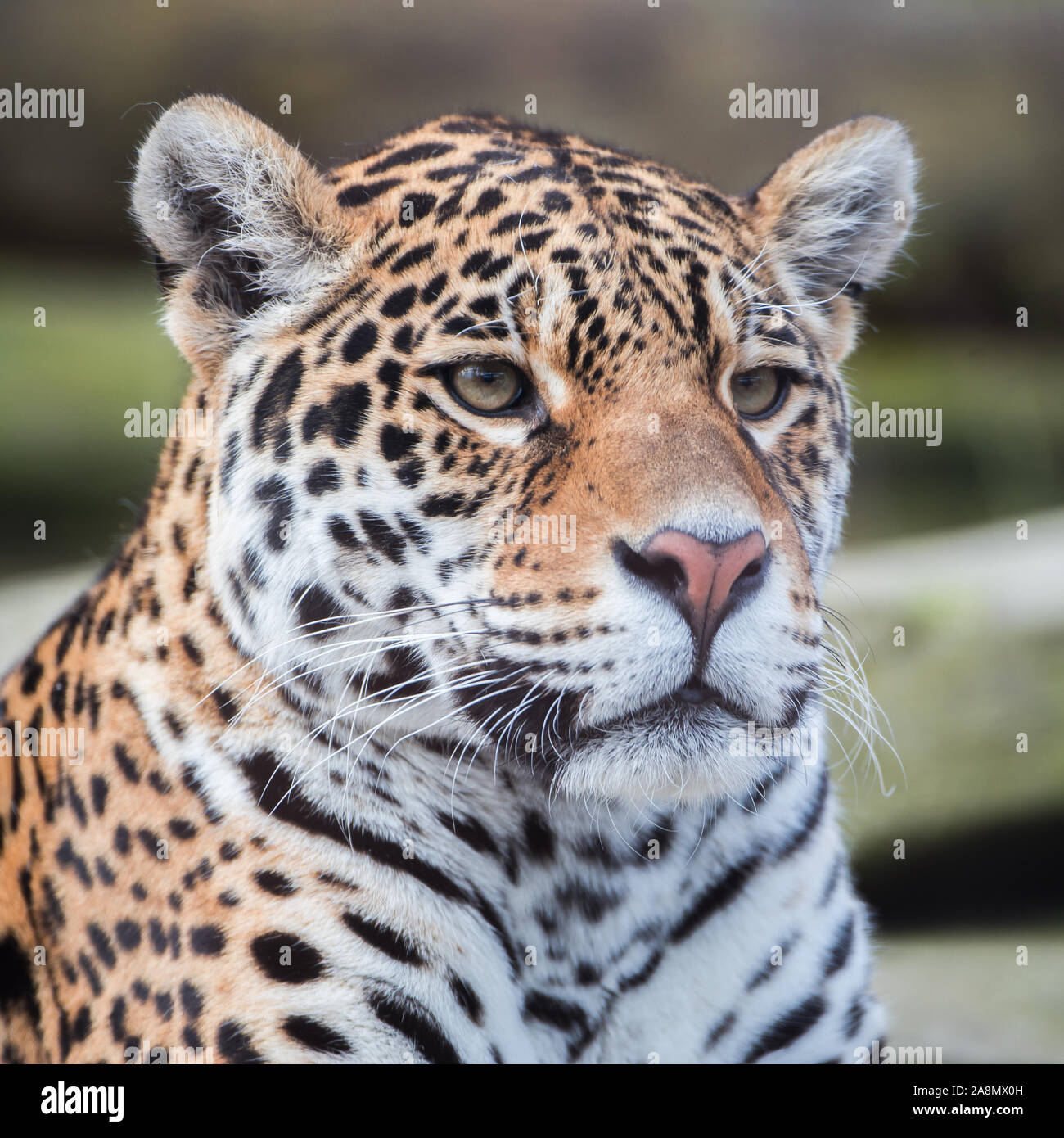 Leopard, panther, Panthera pardus, portrait Stock Photo - Alamy