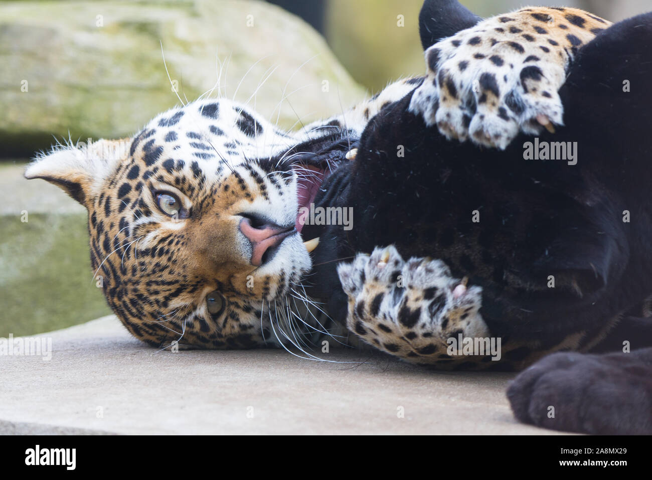 Leopard and black leopard playing together, panthers in love Stock ...