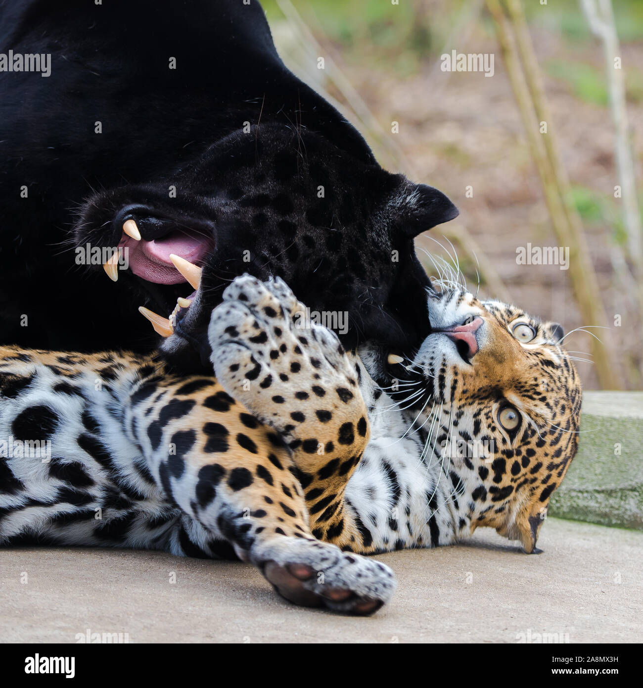 Leopard Vs Panther