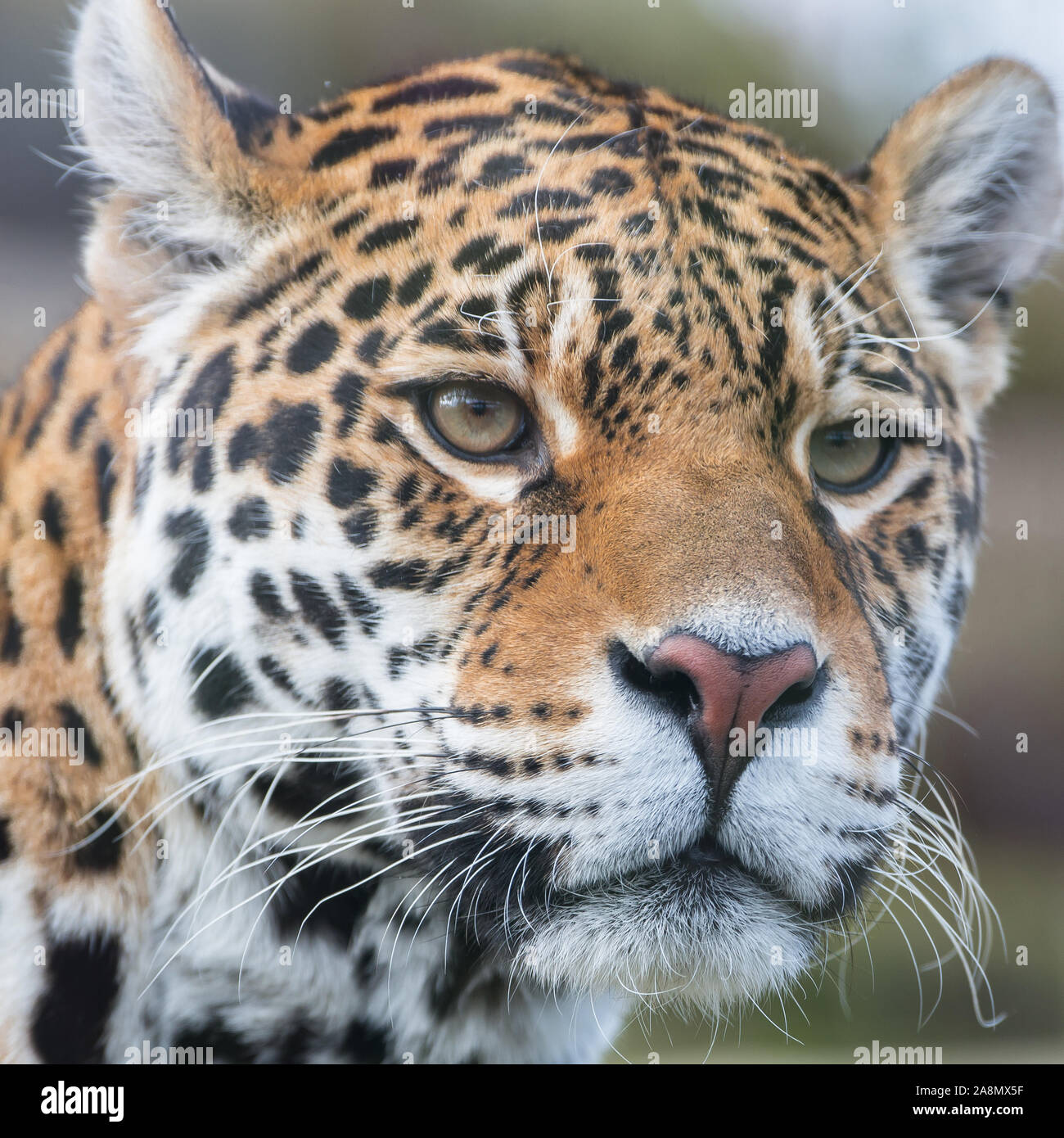 Leopard, panther, Panthera pardus, portrait Stock Photo - Alamy