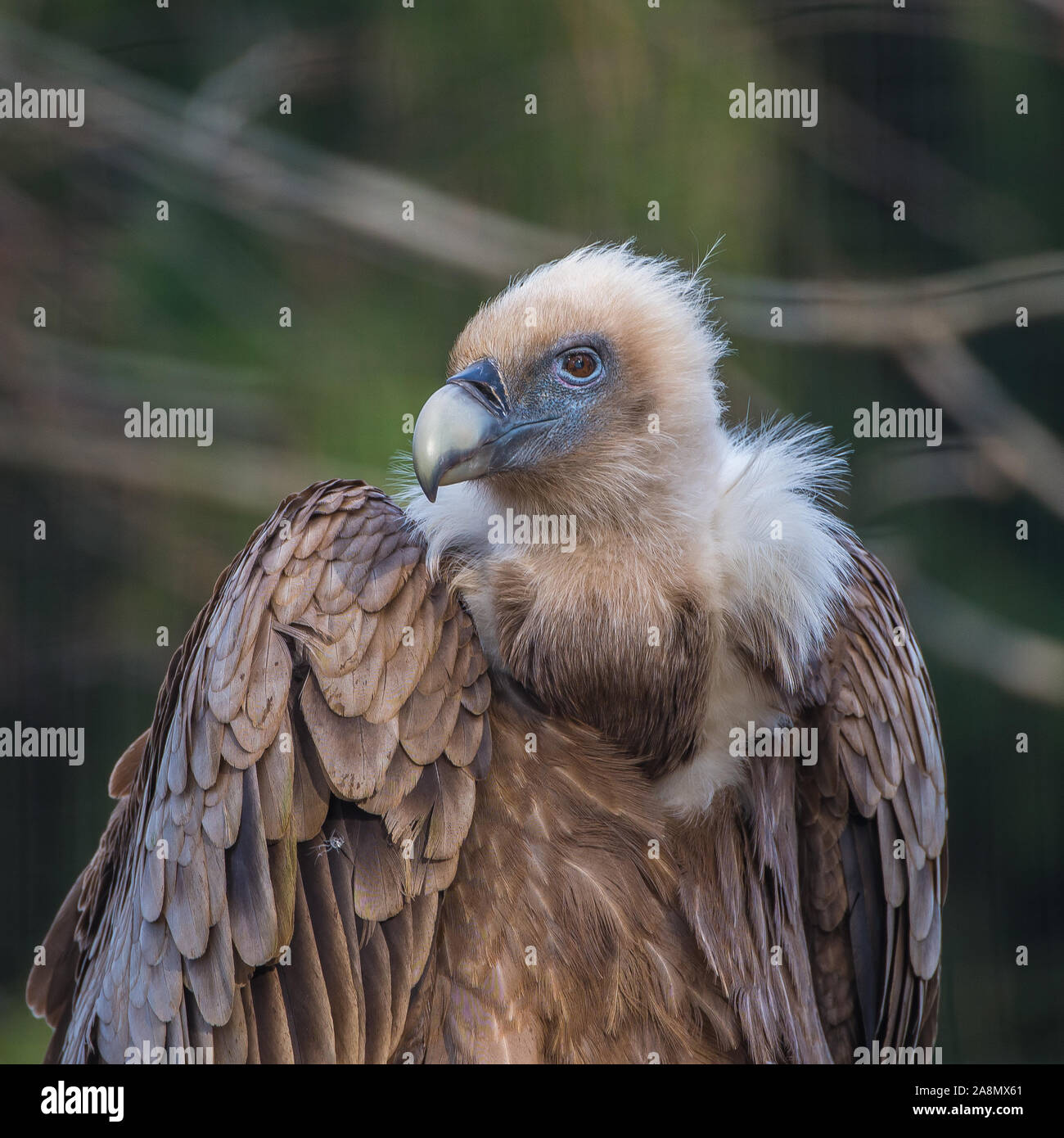 Griffon Vulture, Gyps fulvus, vulture Stock Photo - Alamy