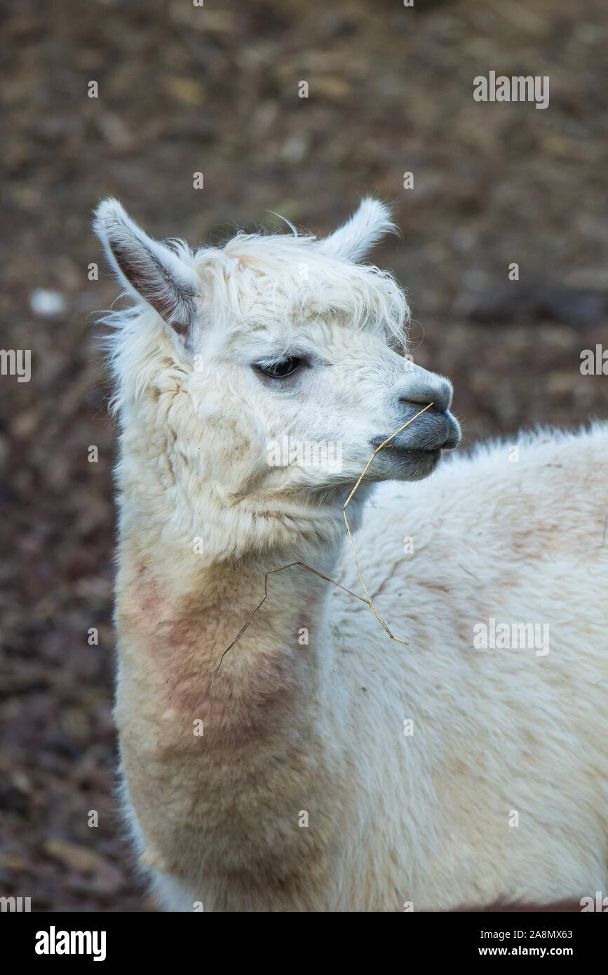 Ilama hi-res stock photography and images - Alamy